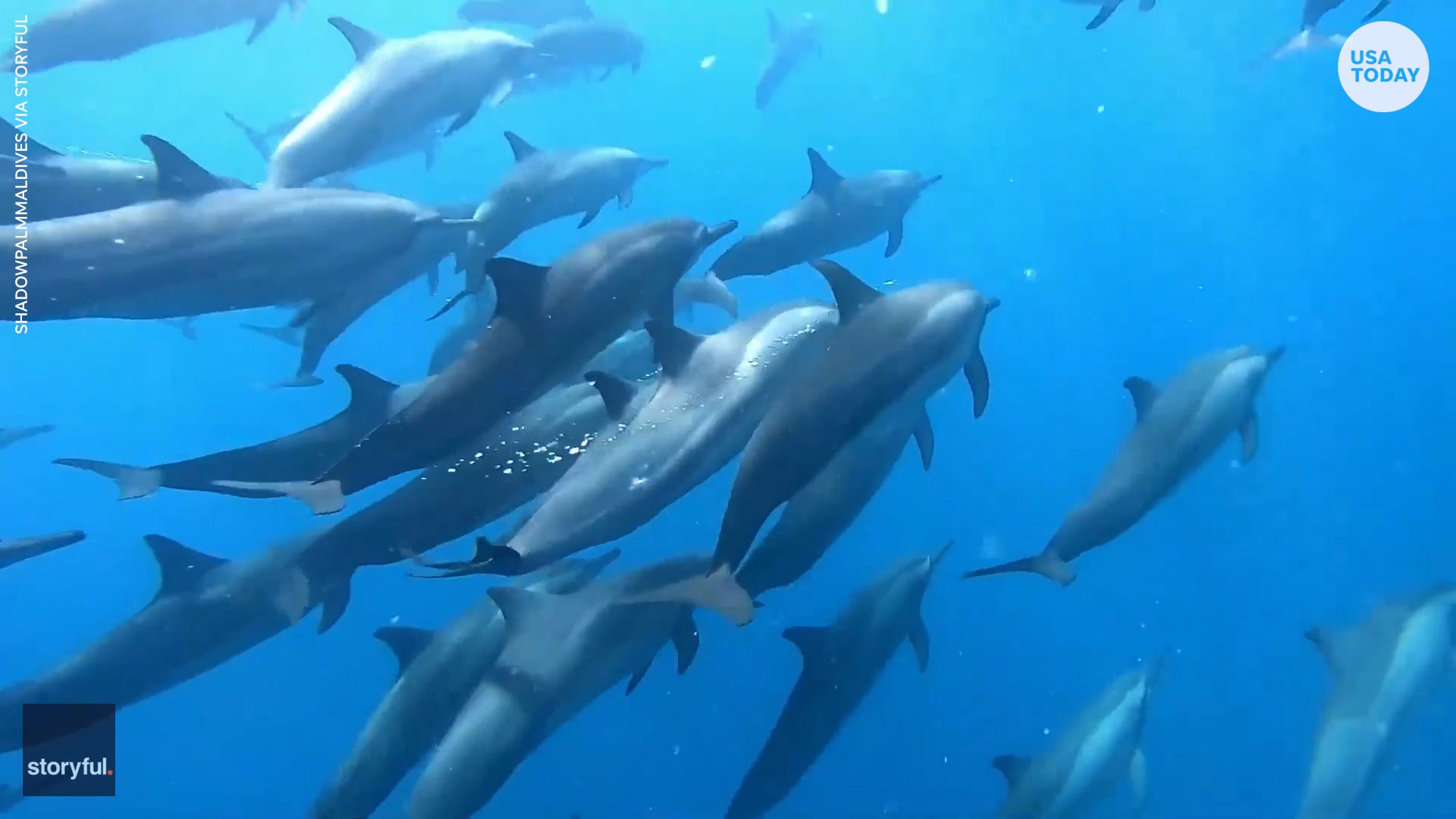 Dolphins glide through waves in the Maldives in stunning video