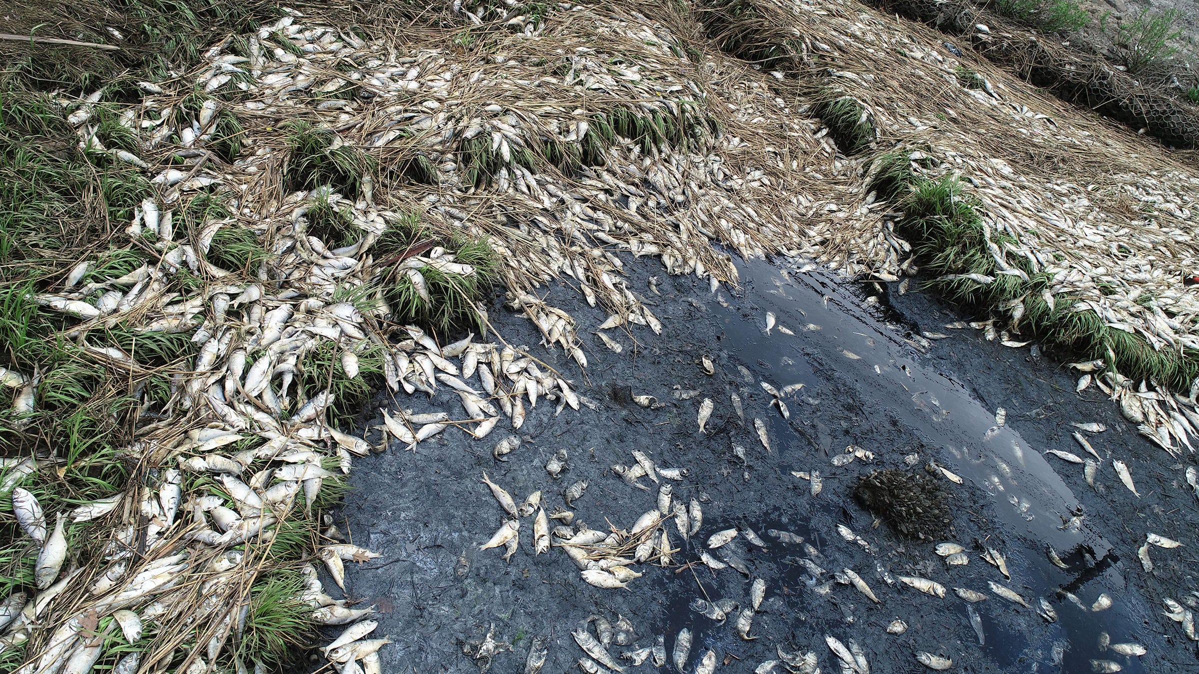 Dead fish: Rotting Menhaden along Shrewsbury, Navesink needs clean up