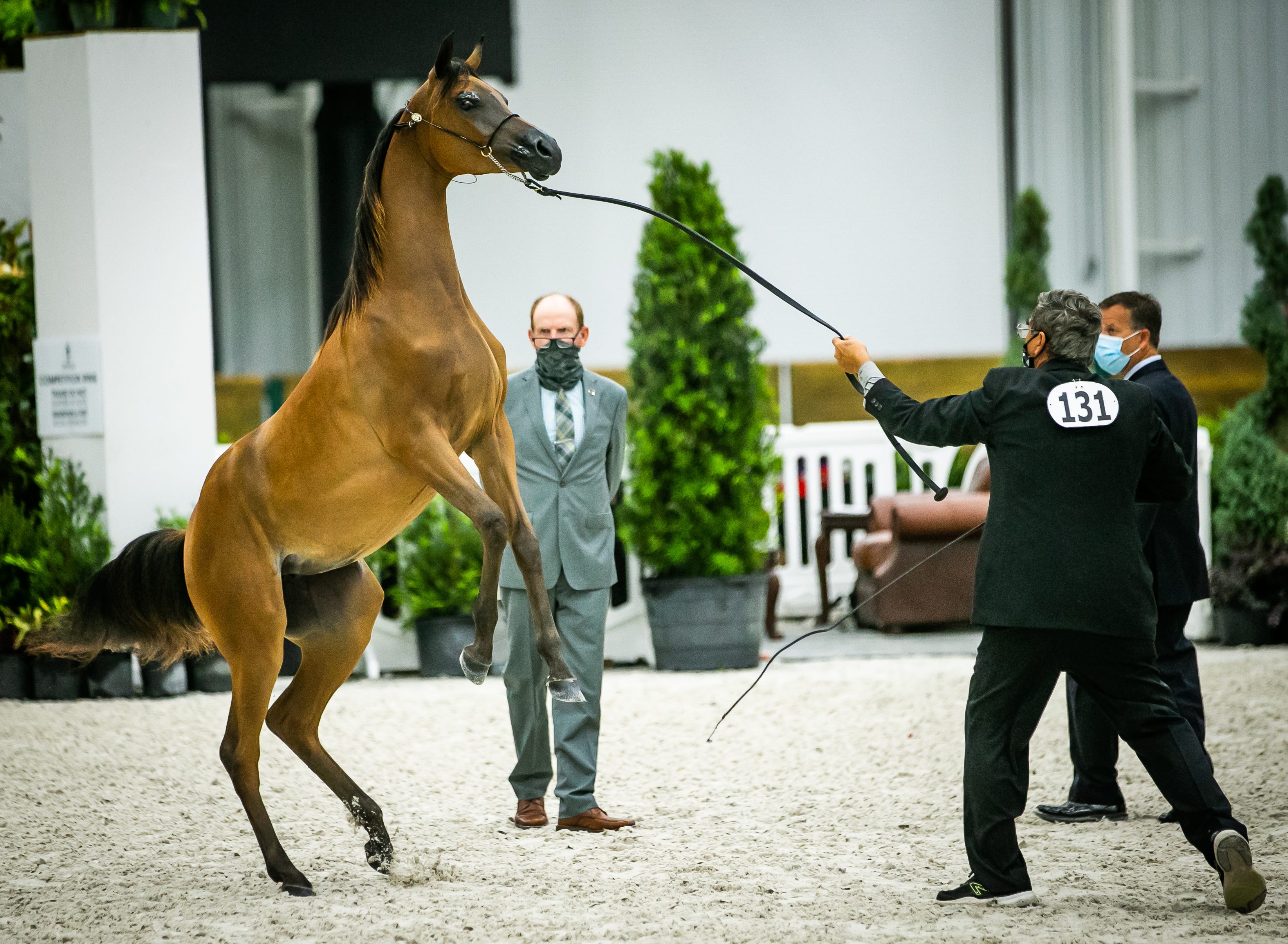 Arabian Horse Association moves regional championship to Marion County