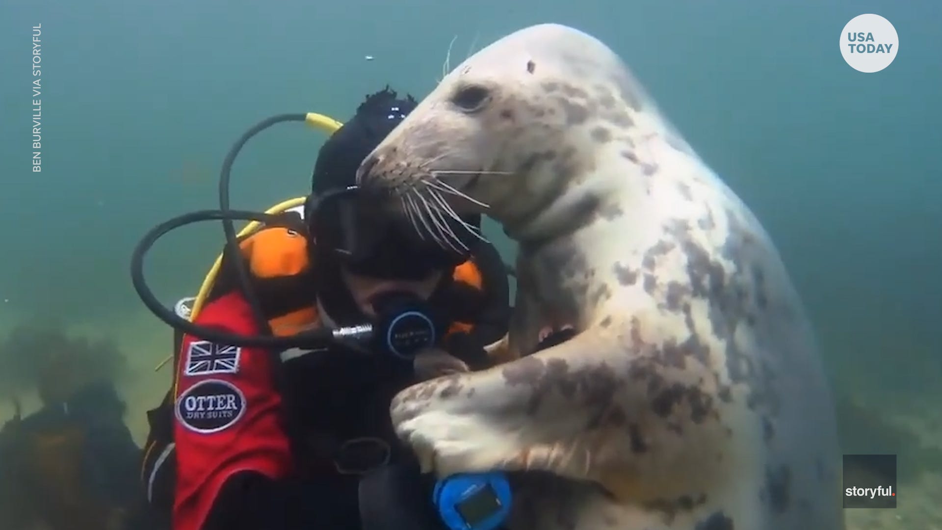 Seal and diver hold hands and form a heartwarming bond