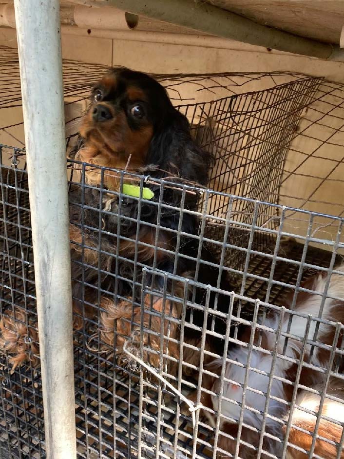 What Is Classed As A Puppy Farm