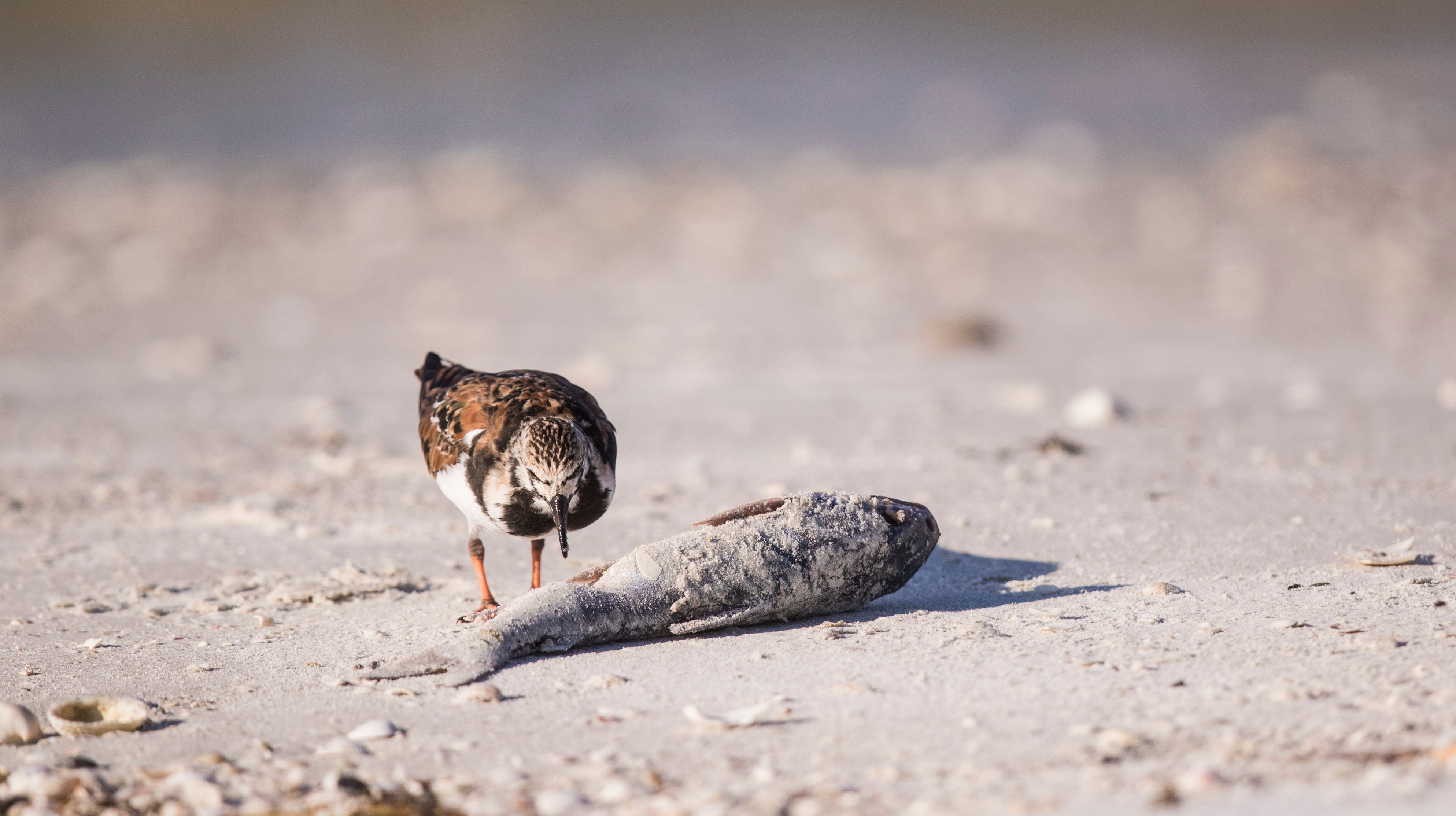 Red tide bloom strong in Lee, Collier waters showing no signs of toxins