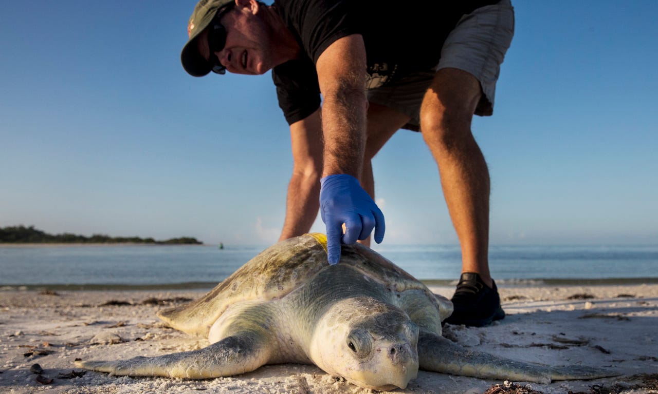 Southwest Florida sea turtle nests wash away after Tropical Storm Elsa
