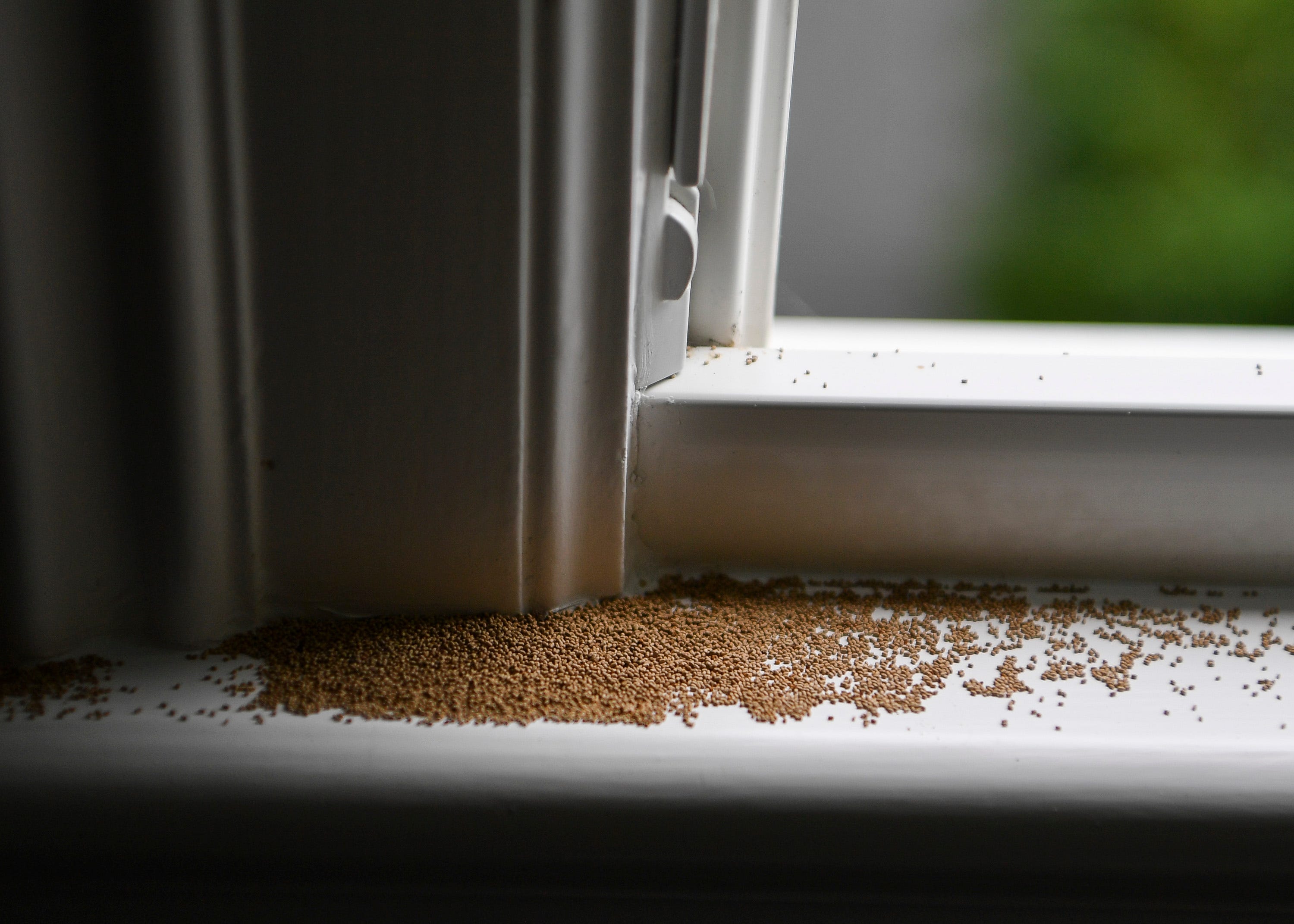 Termite swarm season Florida: Drywood, Formosan spread rapidly Treasure ...