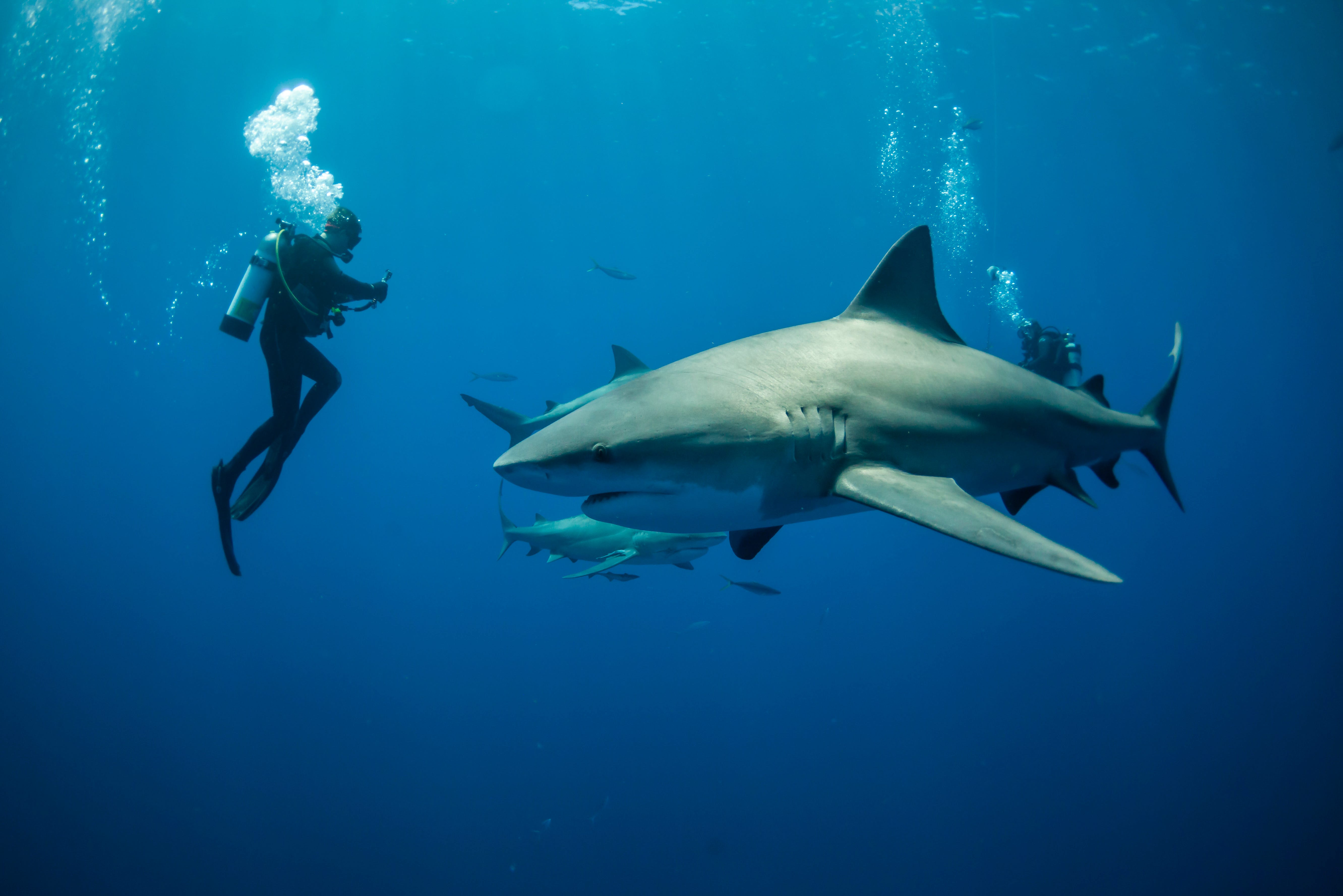 Tiger sharks and bull sharks love eastern Florida waters