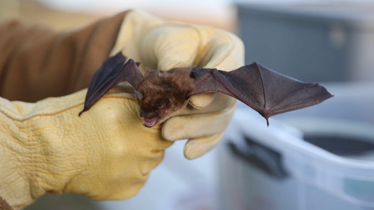 Brown bats returned to wild by Iowa Wildlife Center