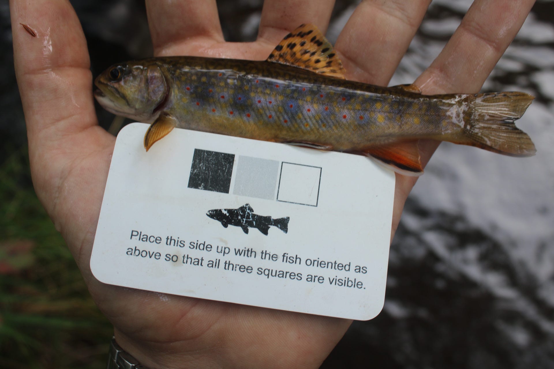 Penn State researches wild brook and brown trout patterns