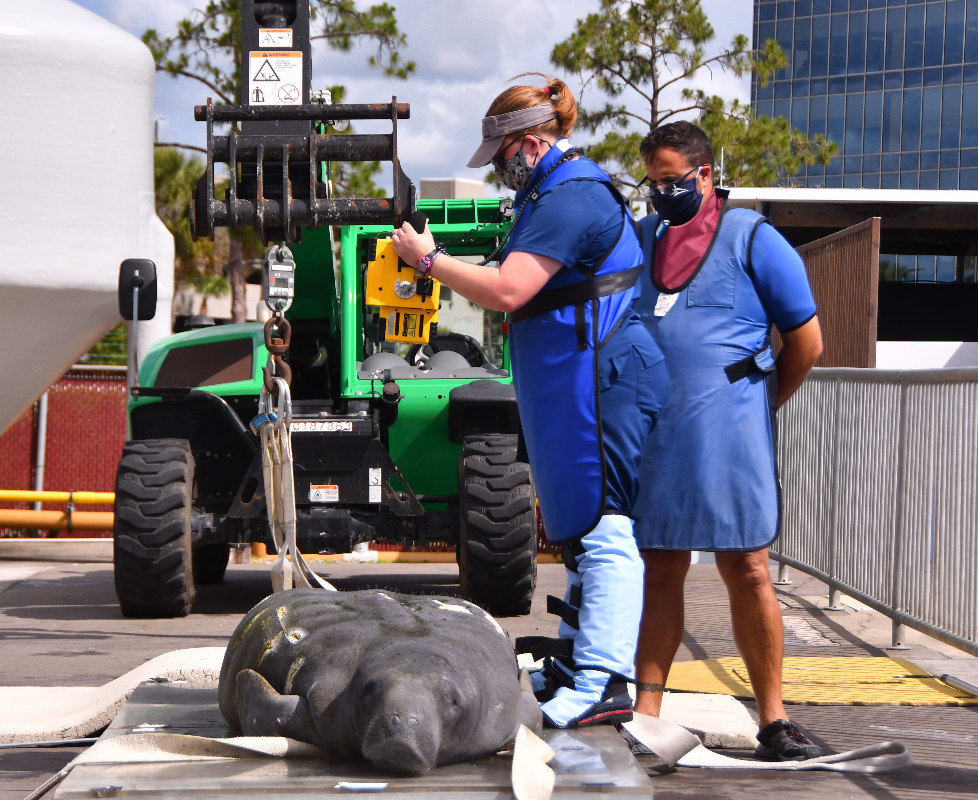 Manatees are dying in Florida overwhelming rescuers