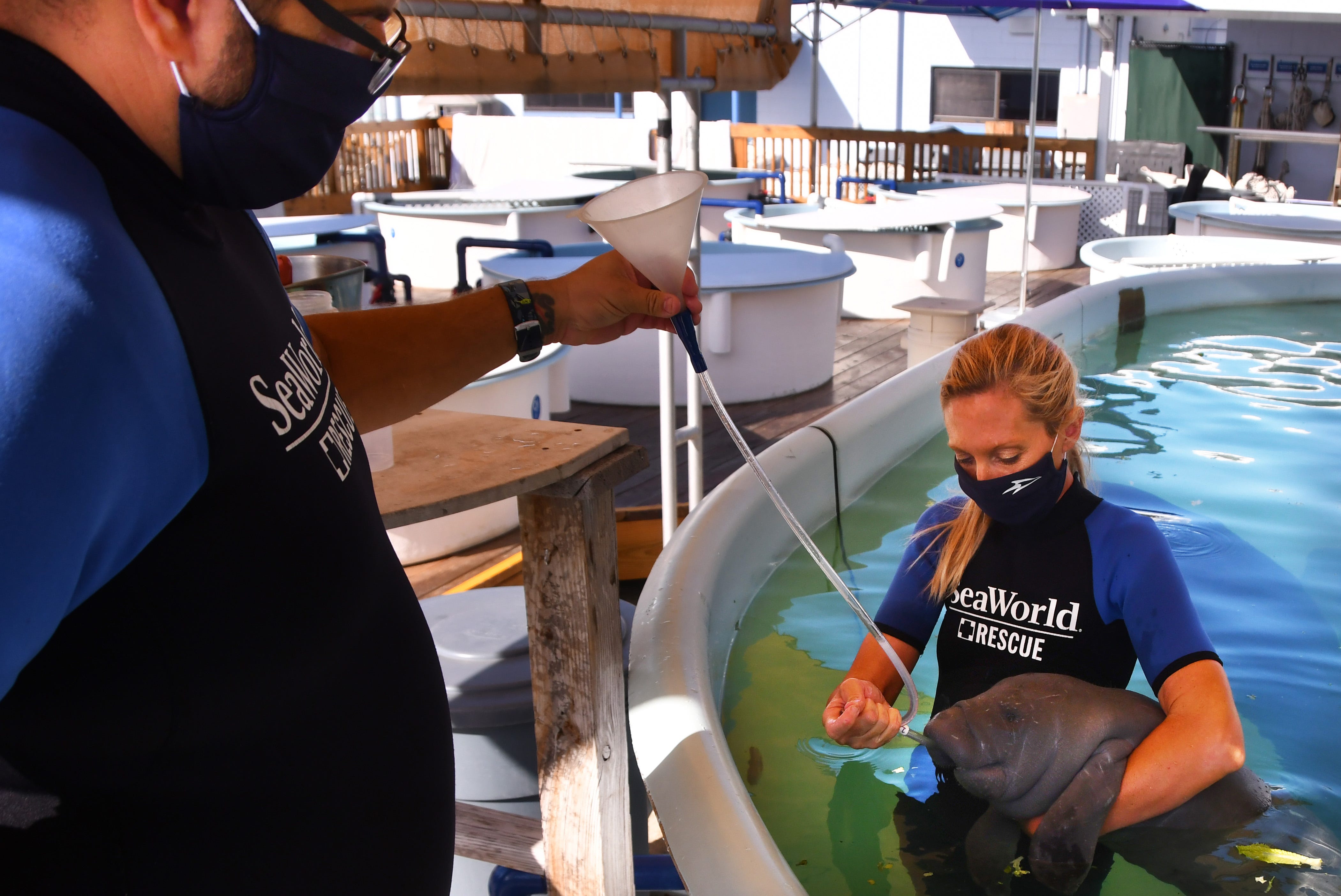 Florida manatees are starving, dying, overwhelming rescuers