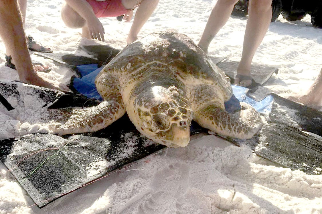 Panama City Beach, Florida lifeguards help save loggerhead sea turtle