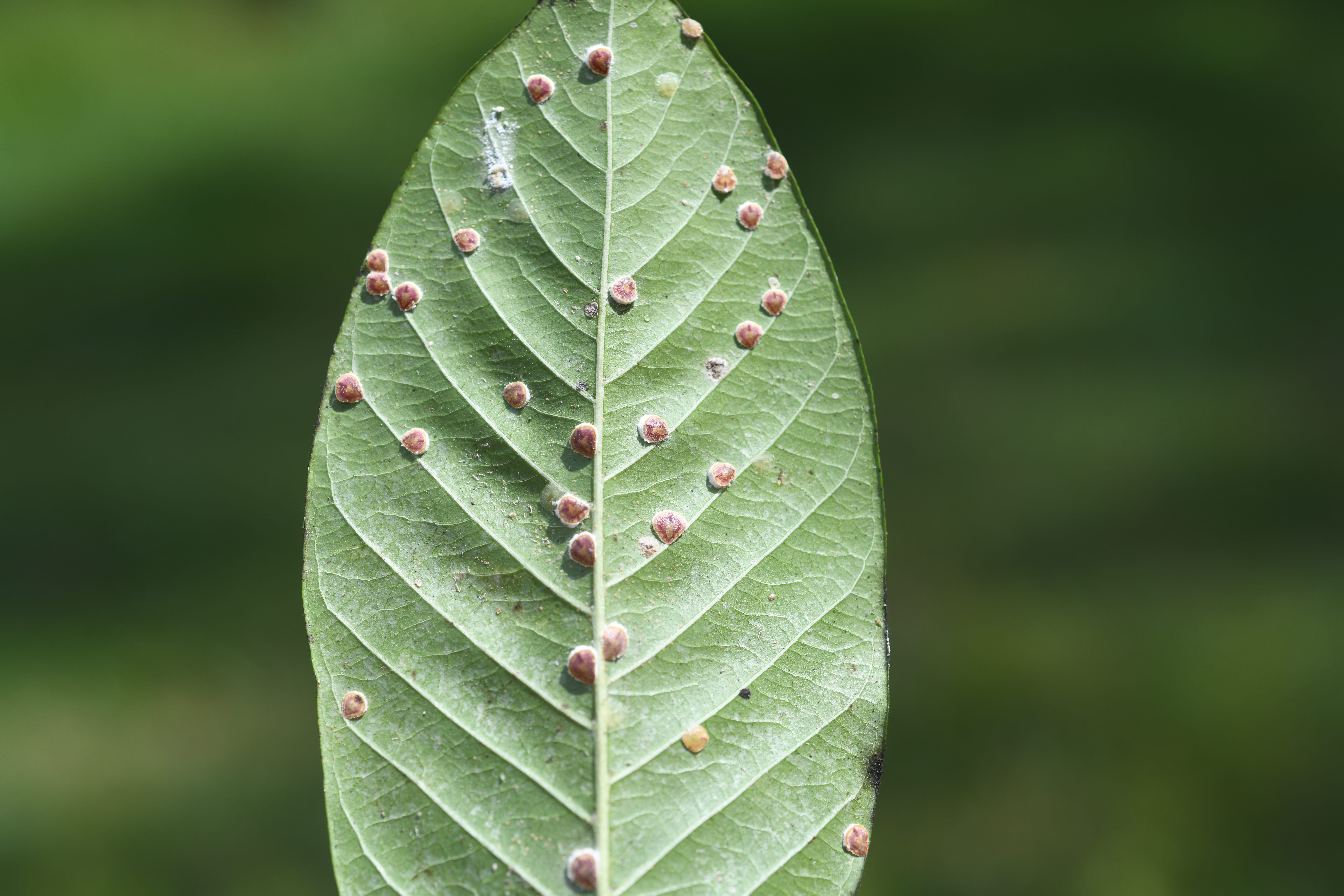 Sap sucking scale insects can damage ornamentals