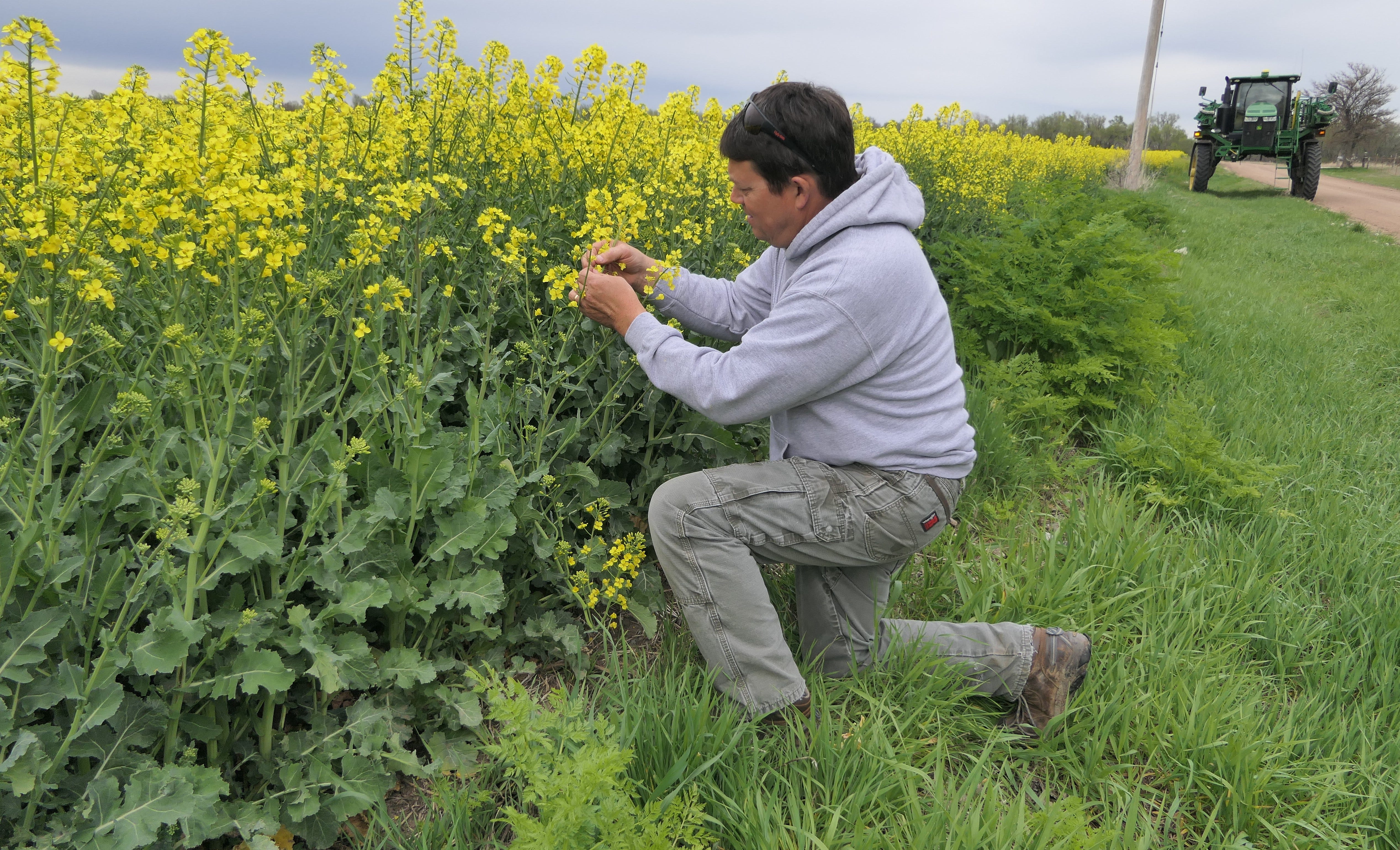 Canola crop prices are high, Kansas farmers considering planting it