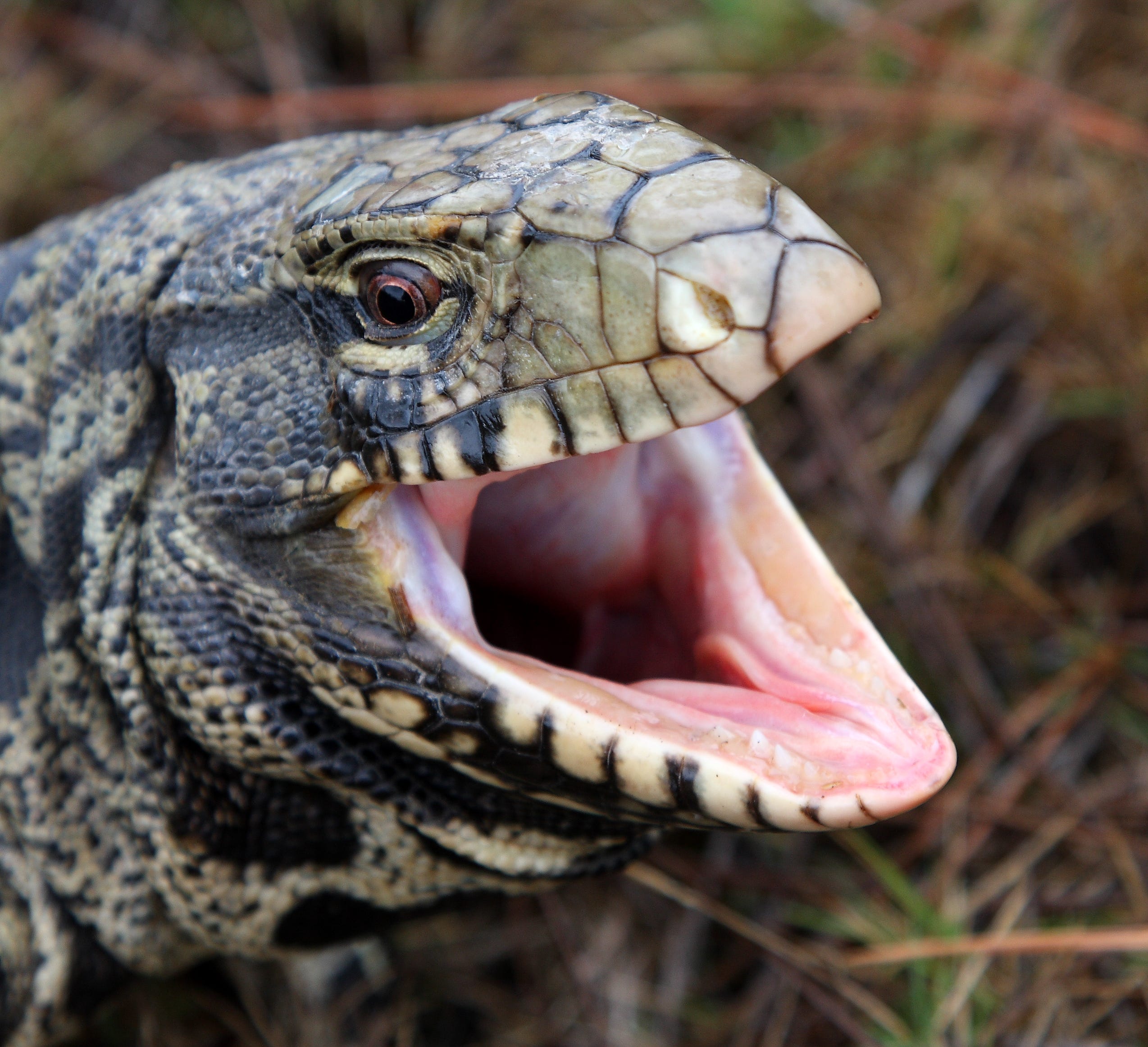 Argentine black and white tegu: Florida looks to stop spread of ...