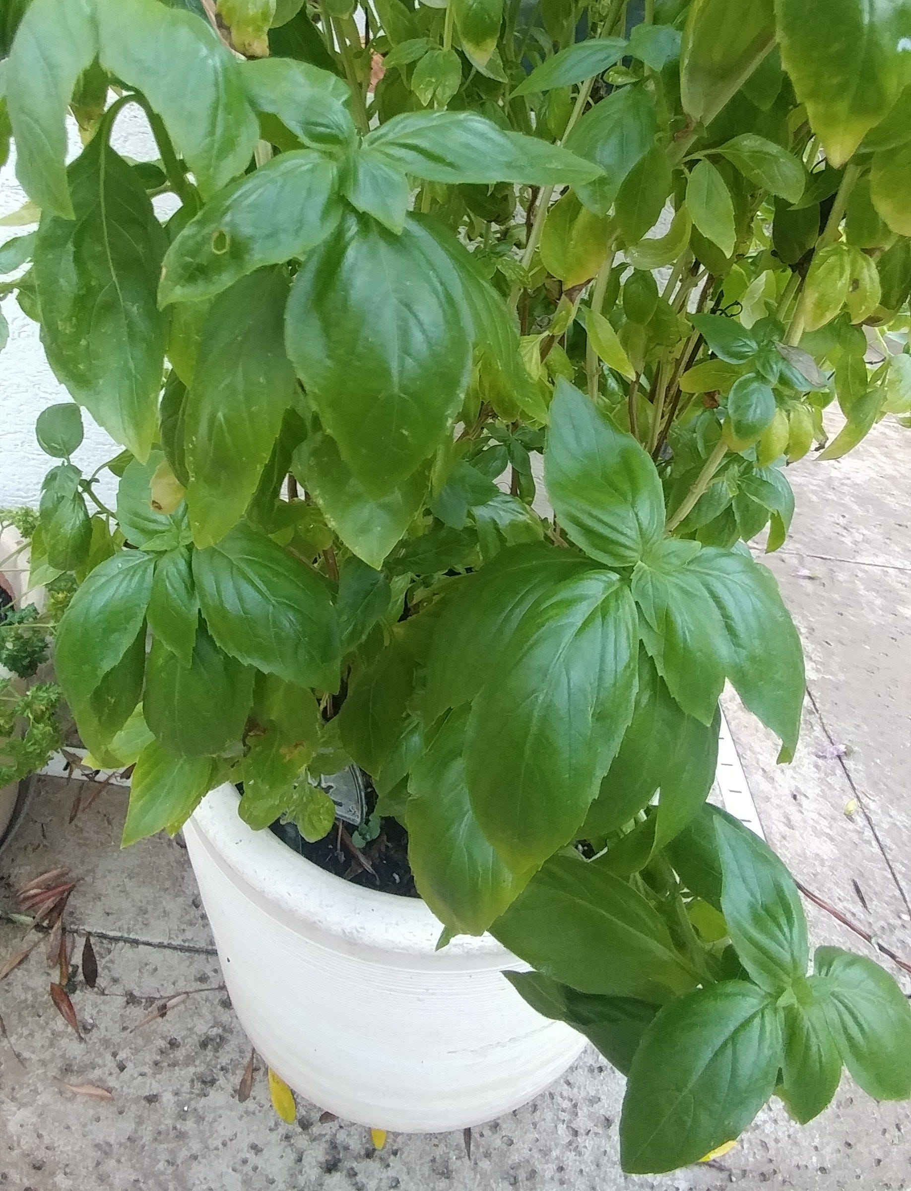 Sun kissed sweet basil culinary herb thrives in Florida heat