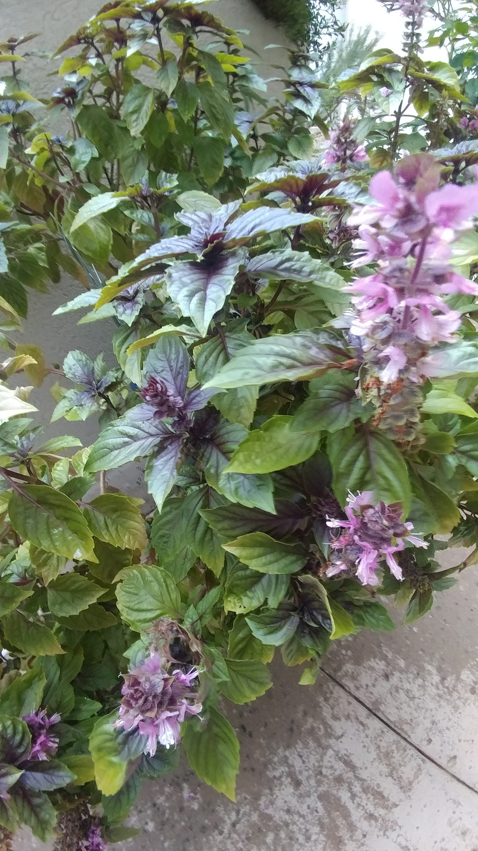 Sun kissed sweet basil culinary herb thrives in Florida heat