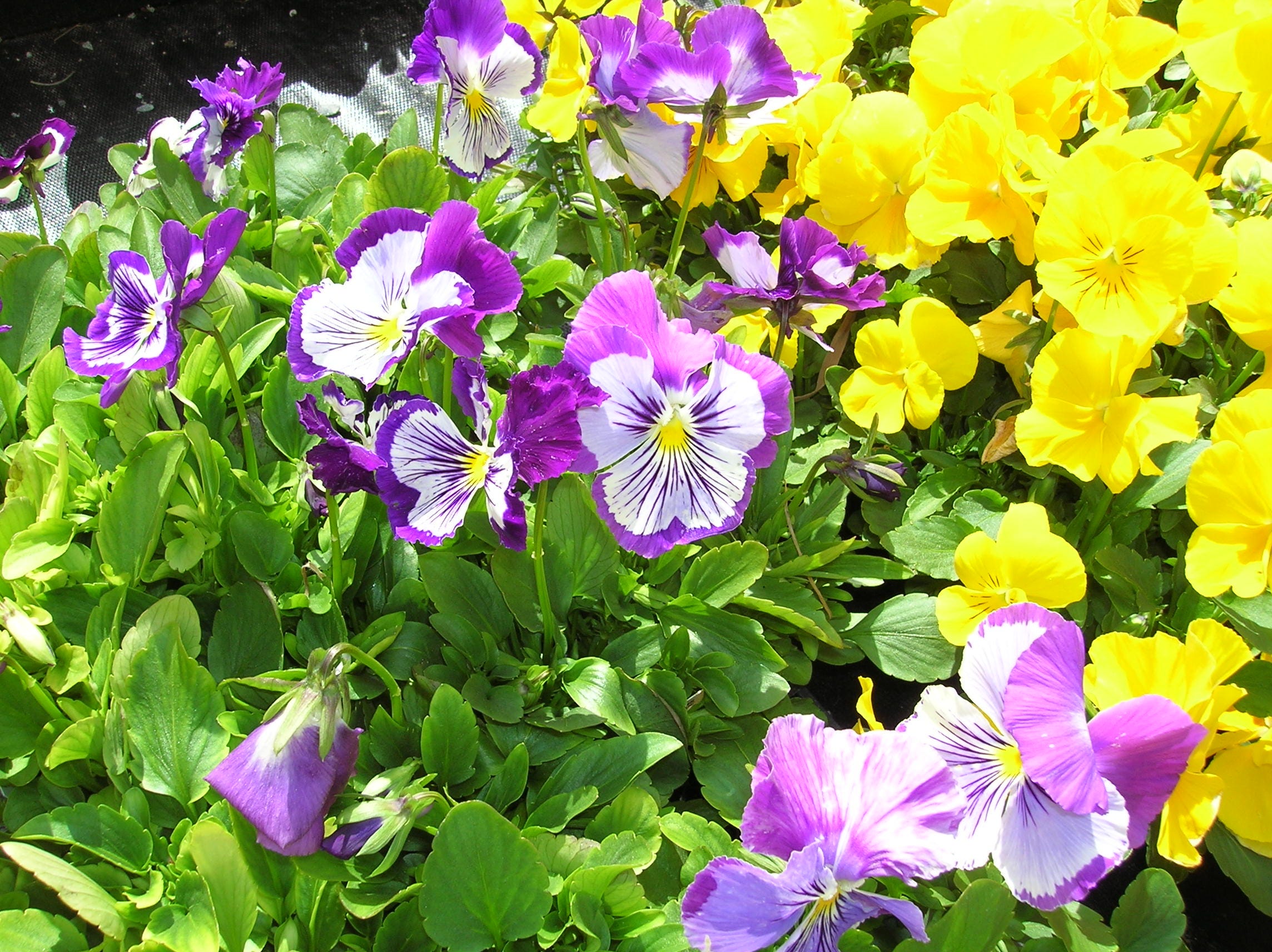Flowers the Victorians loved, and which have stood the test of time