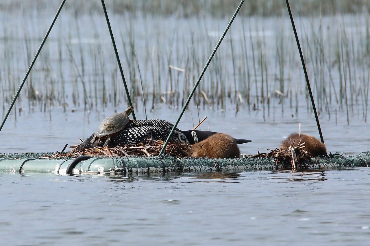 Loon spotted sharing its nest with turtle, muskrats on Minnesota lake