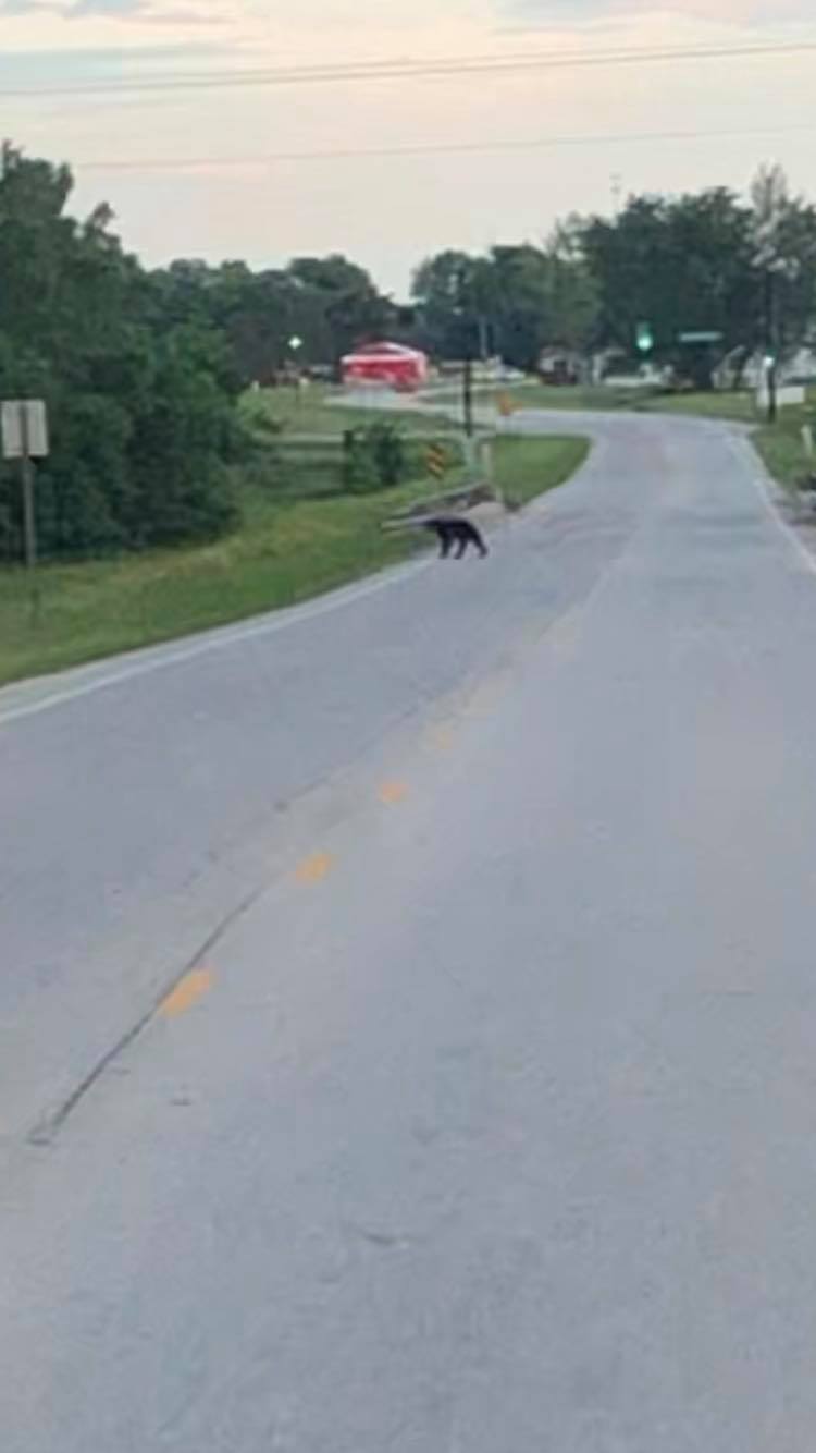 Southeast Kansas has 2 confirmed black bear sightings over weekend