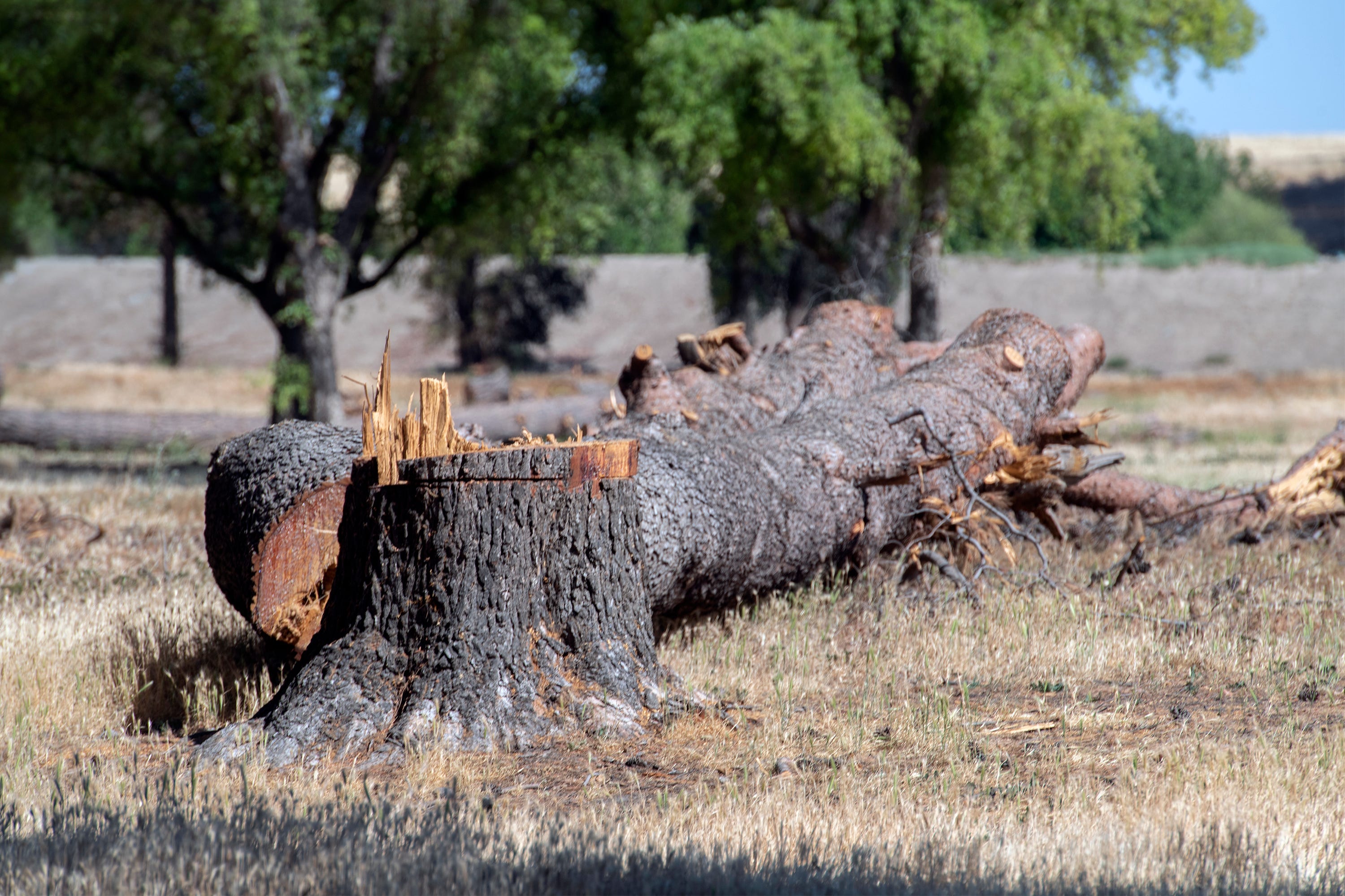 Stockton looking to reimagine shuttered Van Buskirk Golf Course