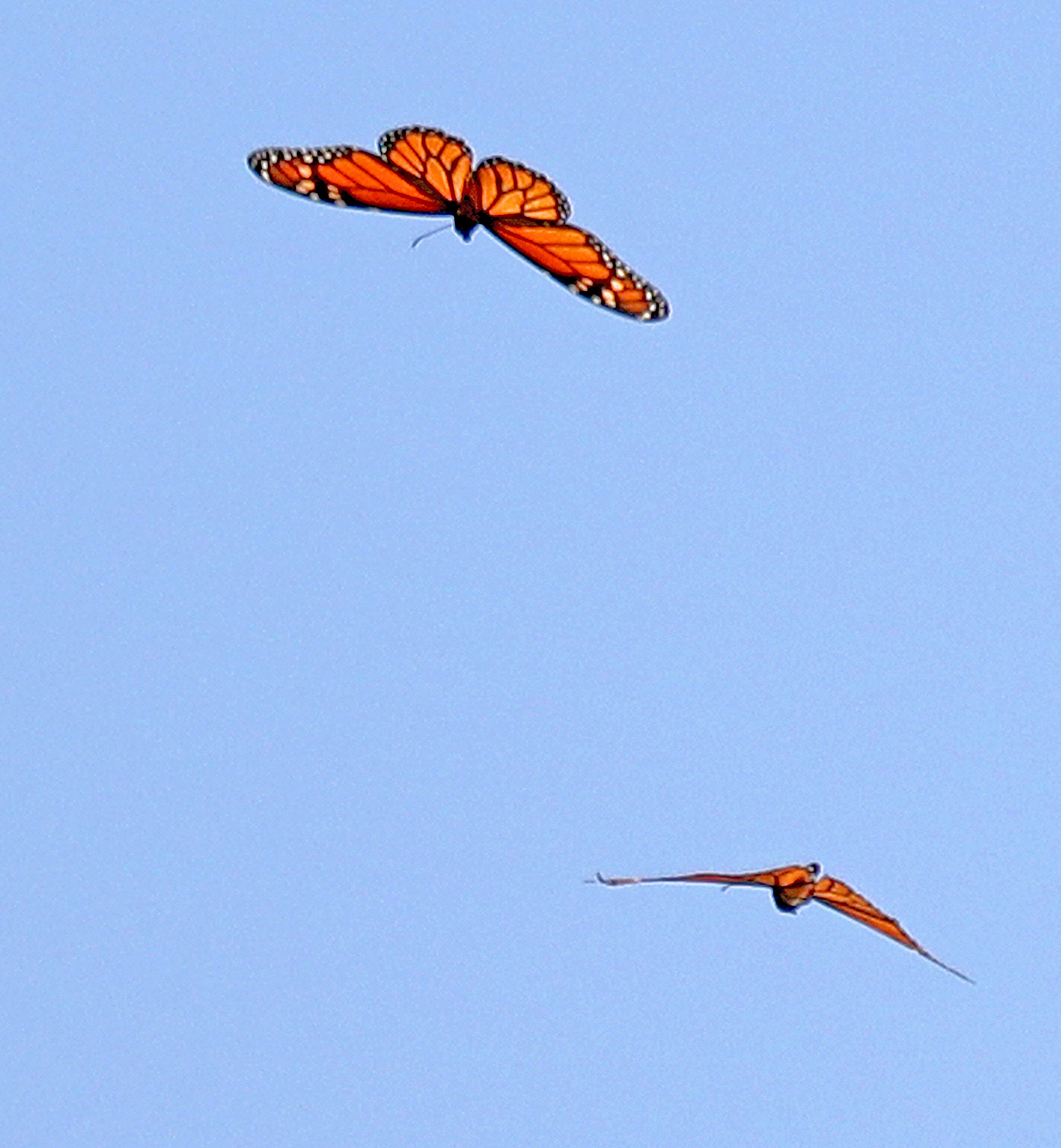 Flying Monarch Butterfly