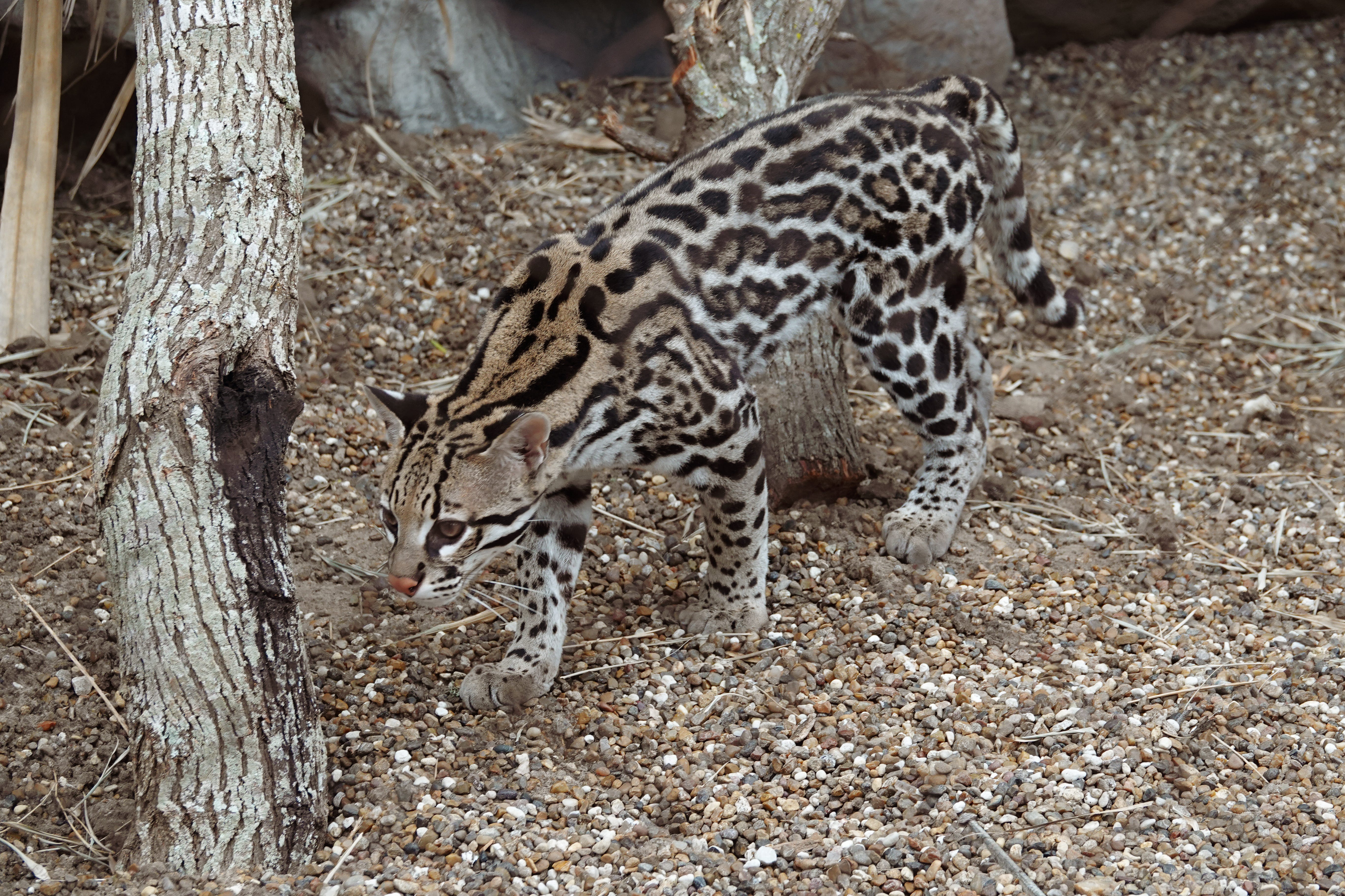 Texas State Aquarium welcomes Milla and Leelo, a pair of endangered ocelots