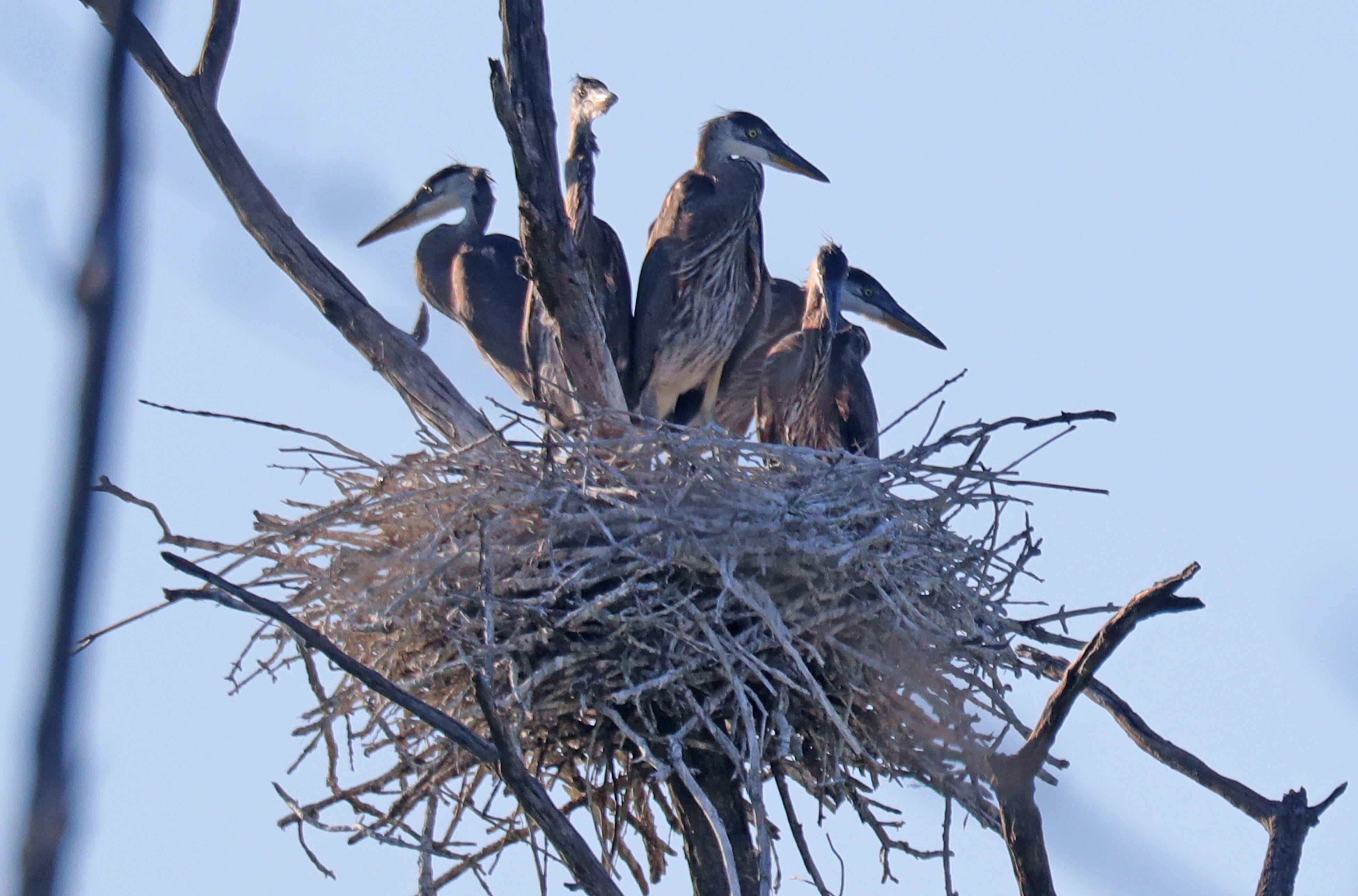 Great blue heron rookeries a sight to behold in Wisconsin