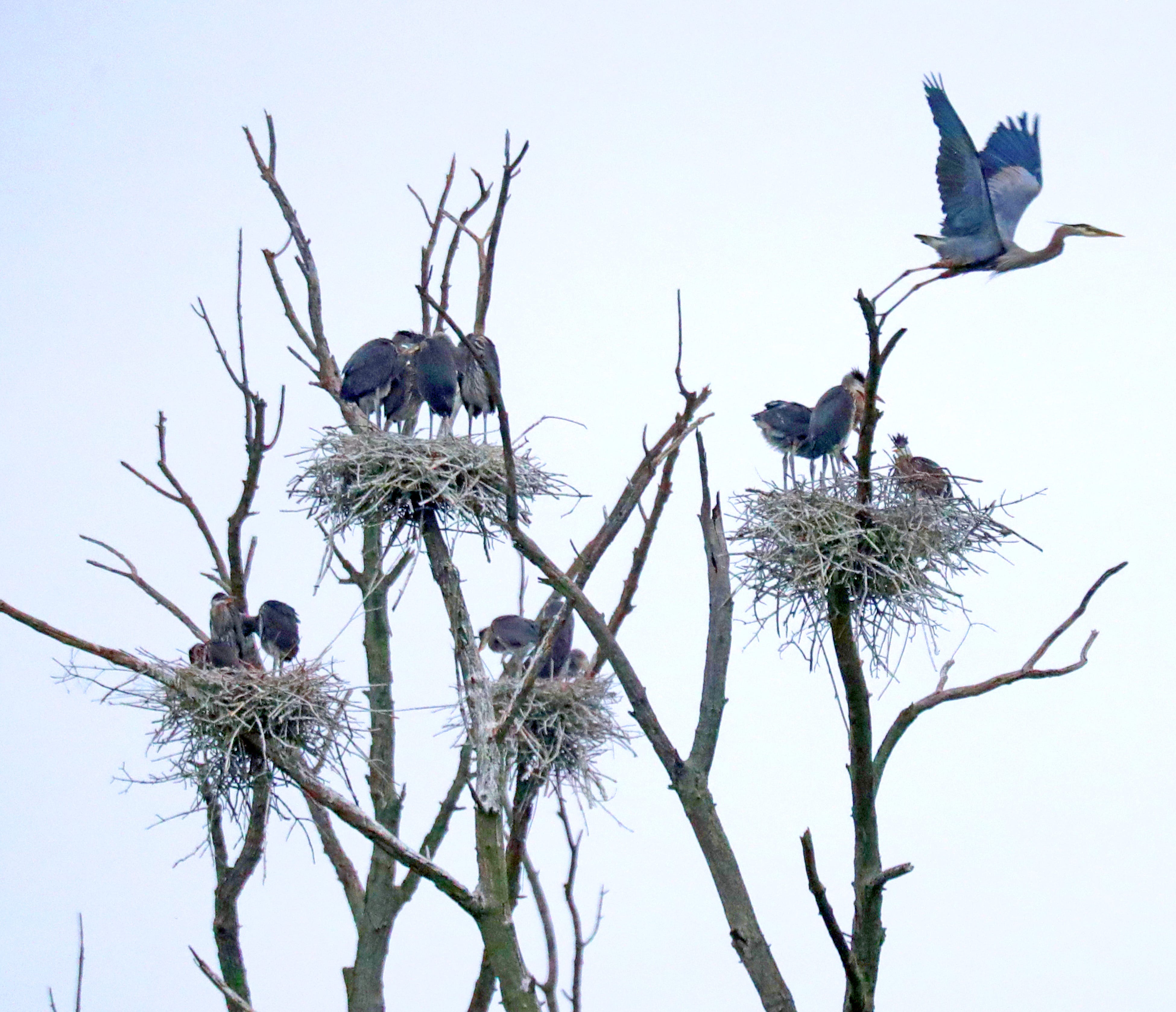 Great blue heron rookeries a sight to behold in Wisconsin