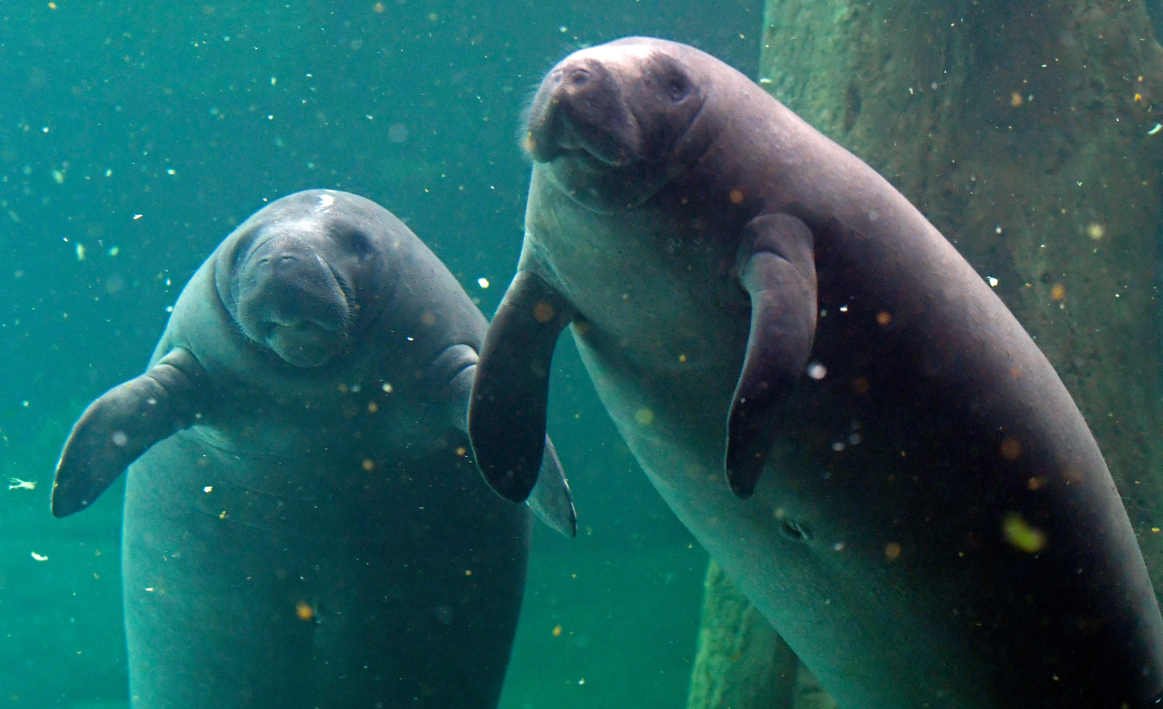 Bishop Museum welcomes two new manatees to Snooty's renovated habitat