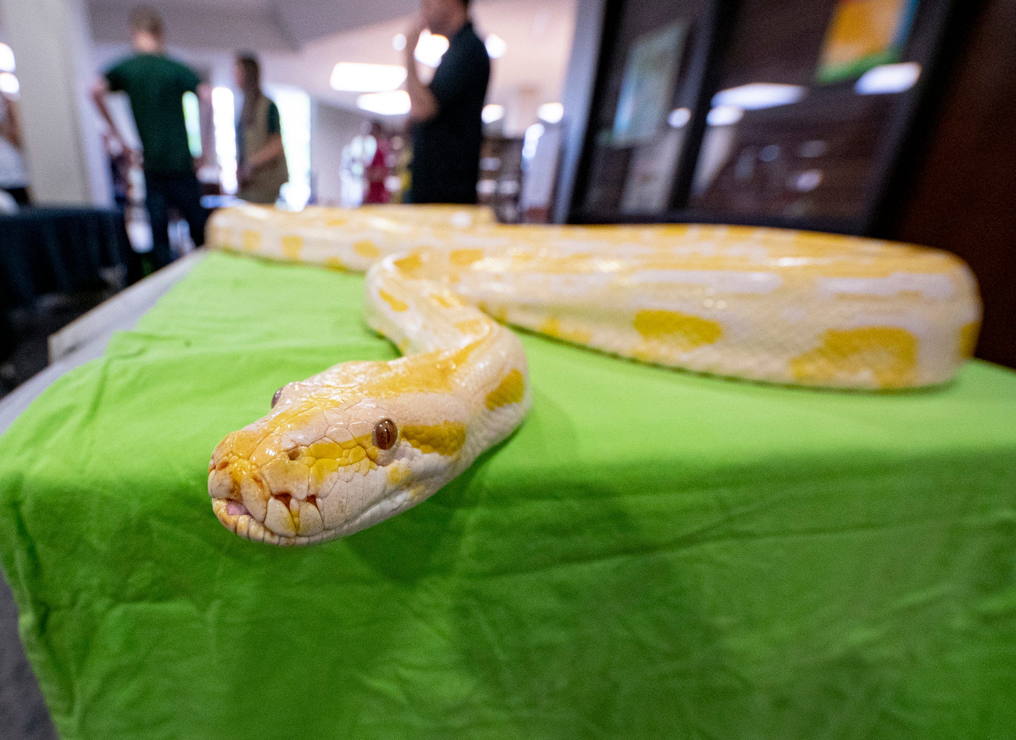 Burmese Python Full Grown