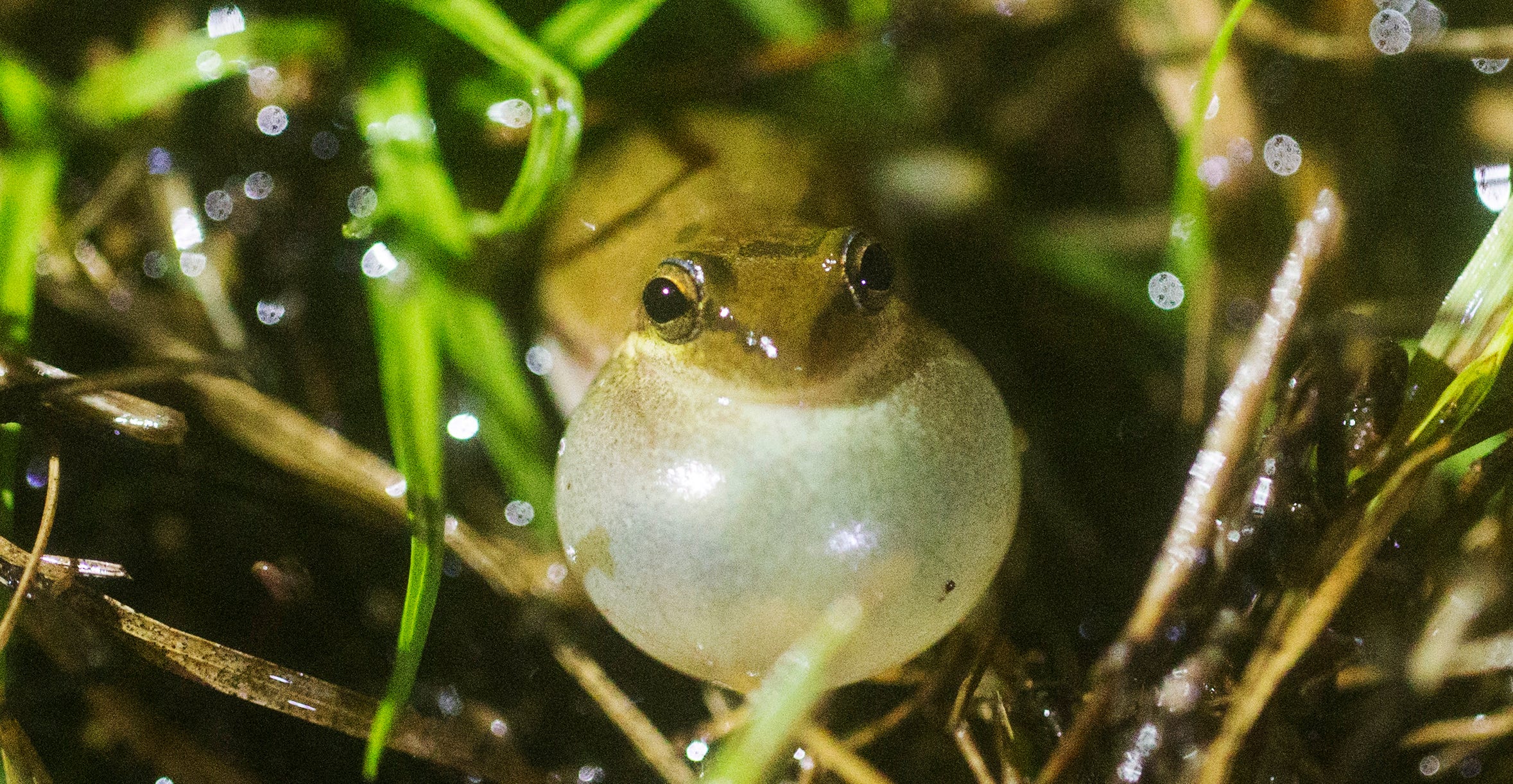 Frog and toad watch program aims to track health of Southwest Florida ...
