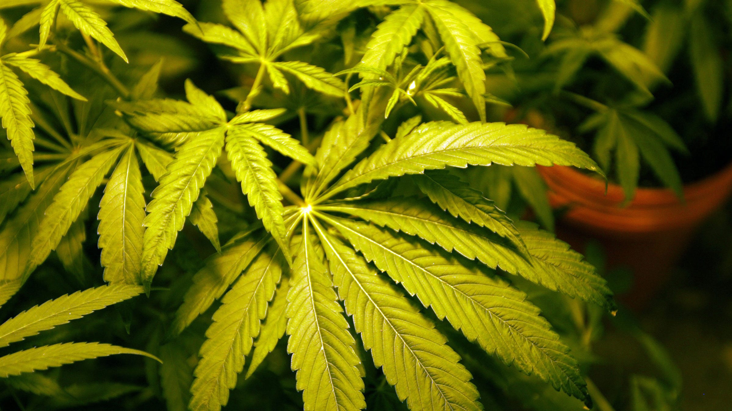Massive Marijuana Product Recall Issued In Michigan Over Testing massive-marijuana-product-recall-issued-in-michigan-over-testing