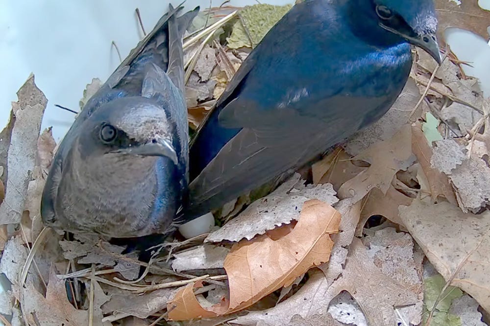 Purple Martin nest livestreamed at Tom Ridge Environmental Center in Erie
