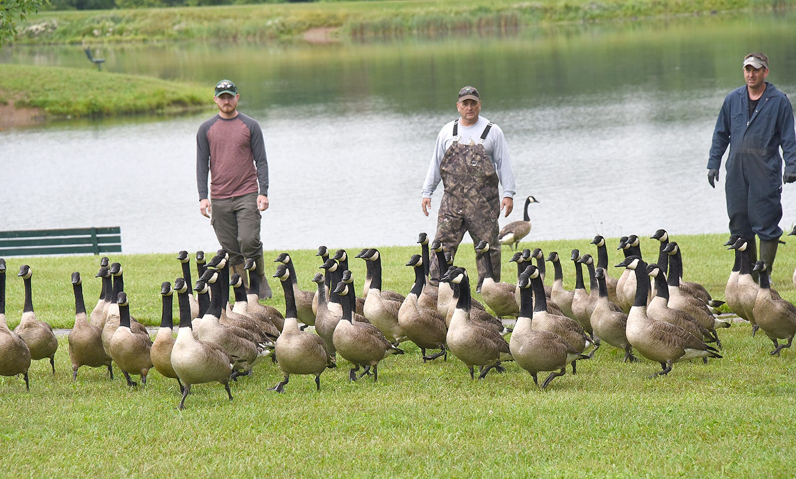 Waterfowl hunting? PA wants your help in studying contamination