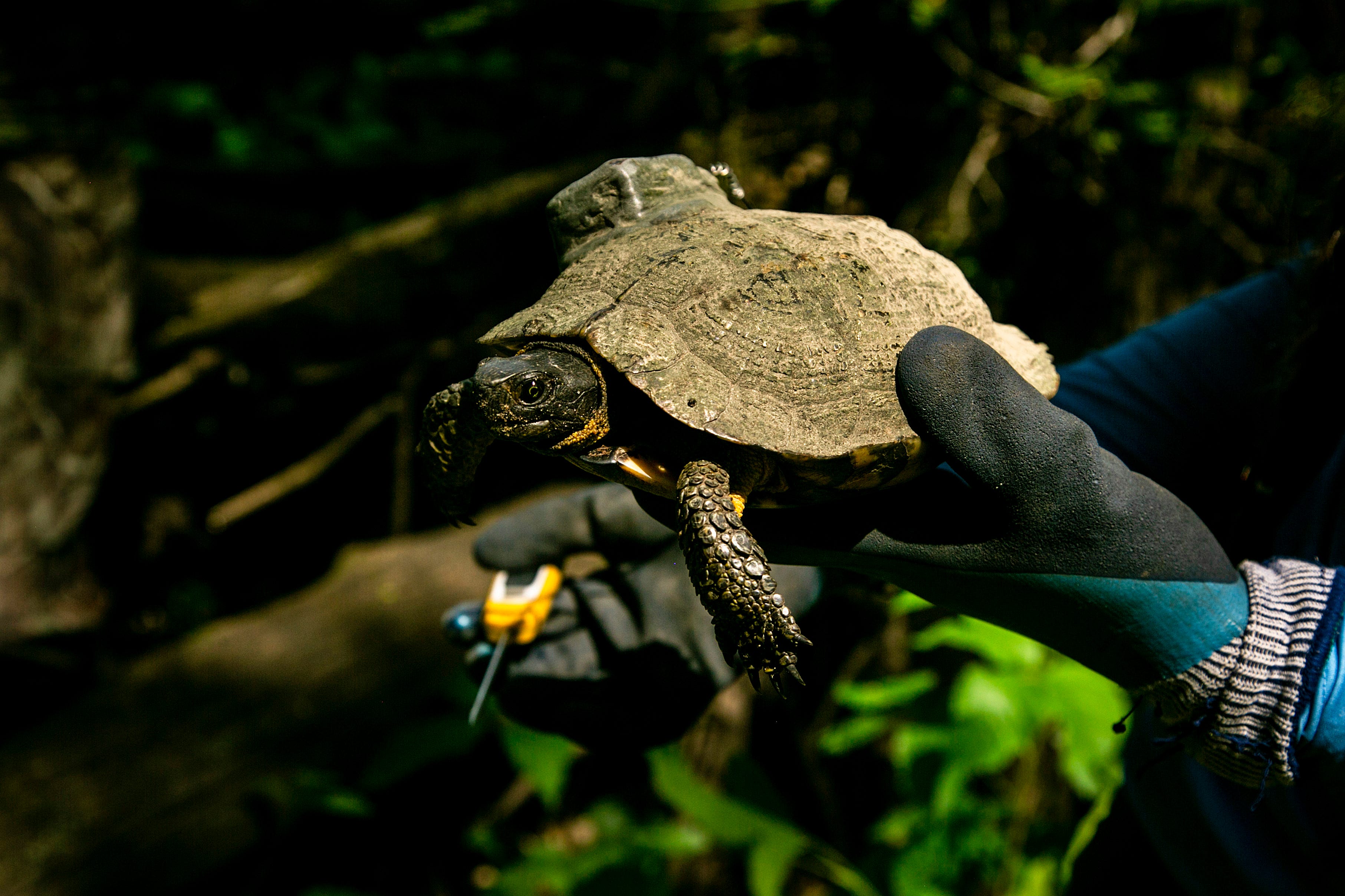 How a professor is helping a rare Iowa wood turtle battle extinction