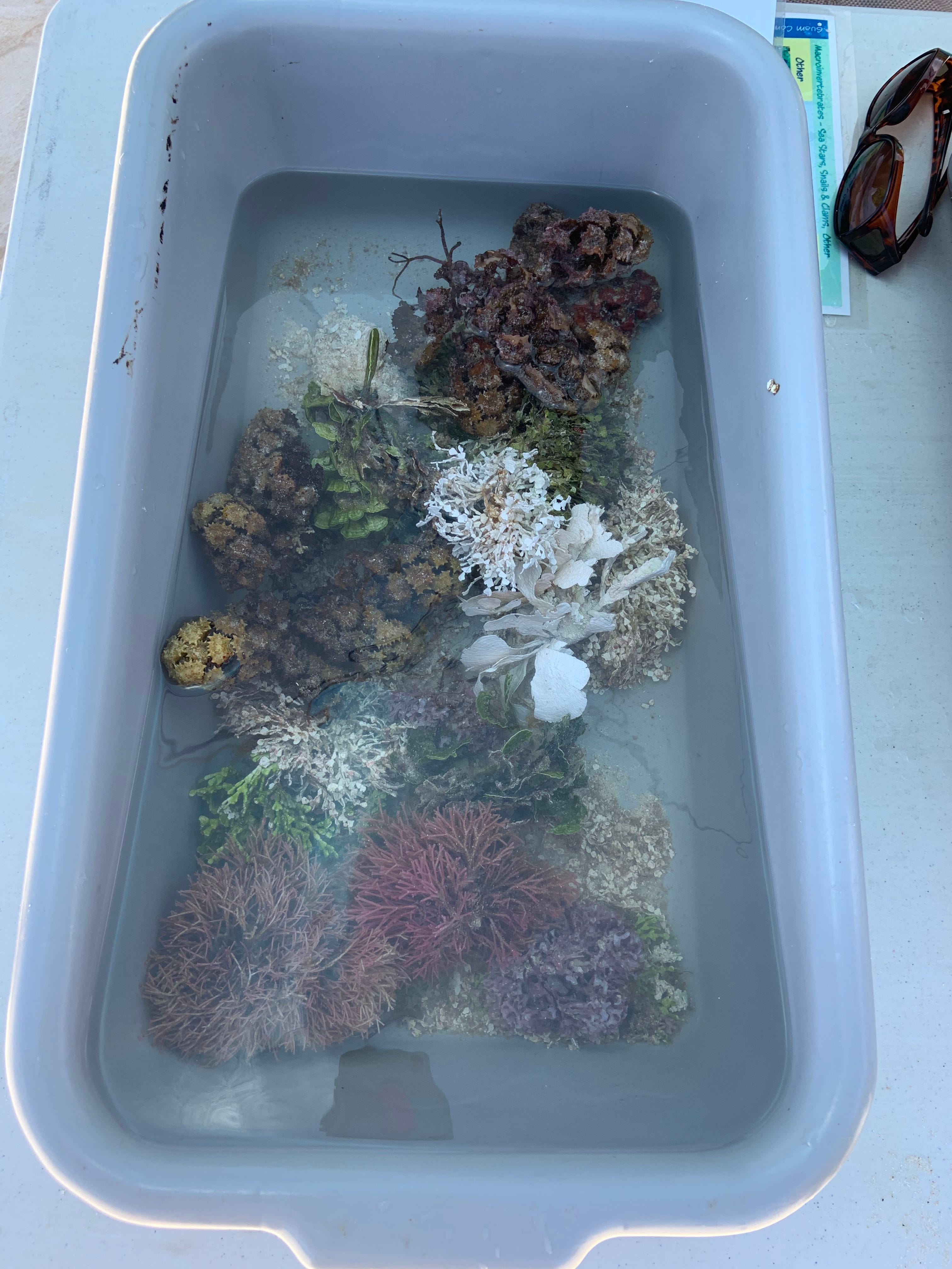 Guam Wildlife Refuge holds marine critter touch tanks exhibit | Local ...