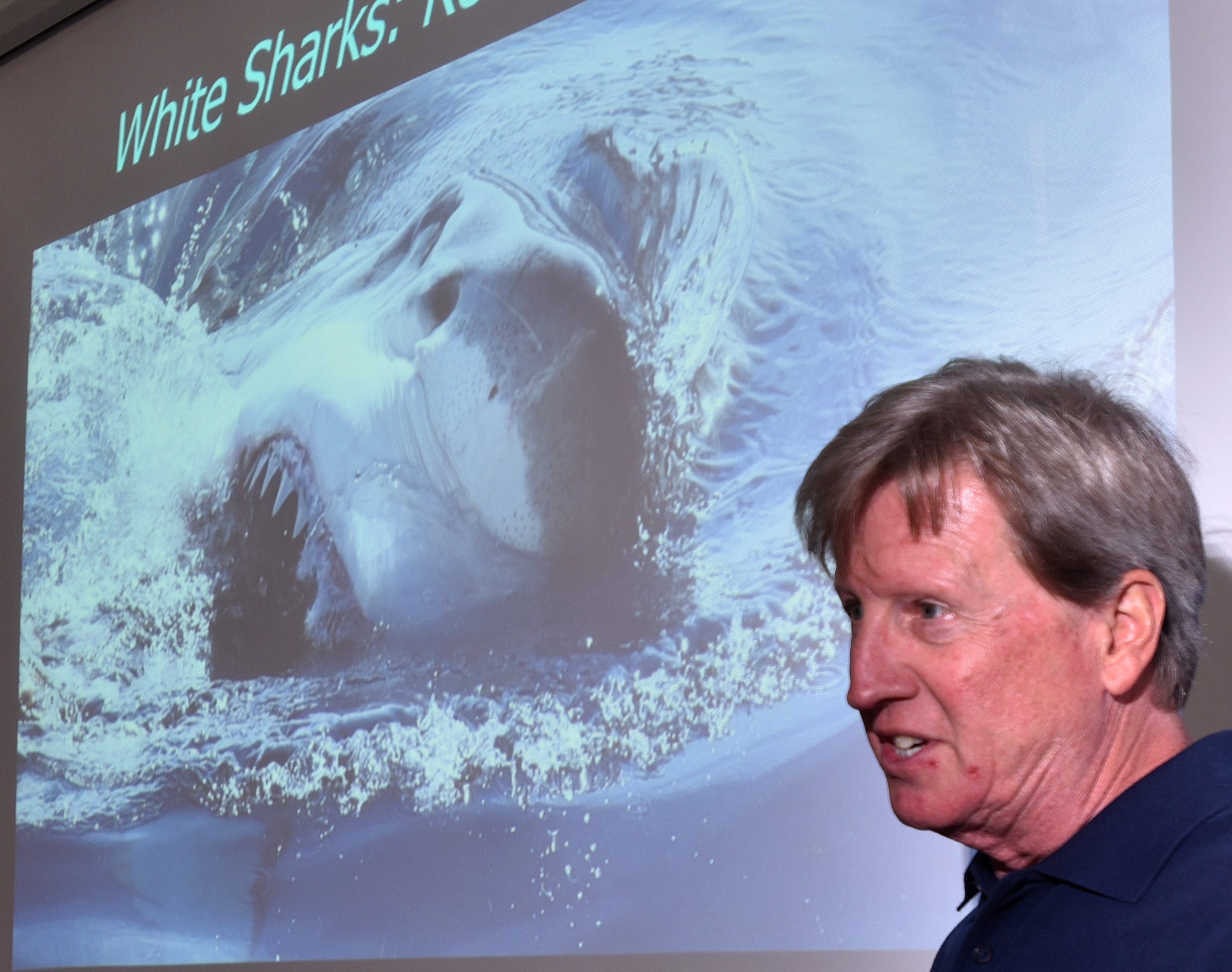 Researchers use balloons and sophisticated tags to track great white ...