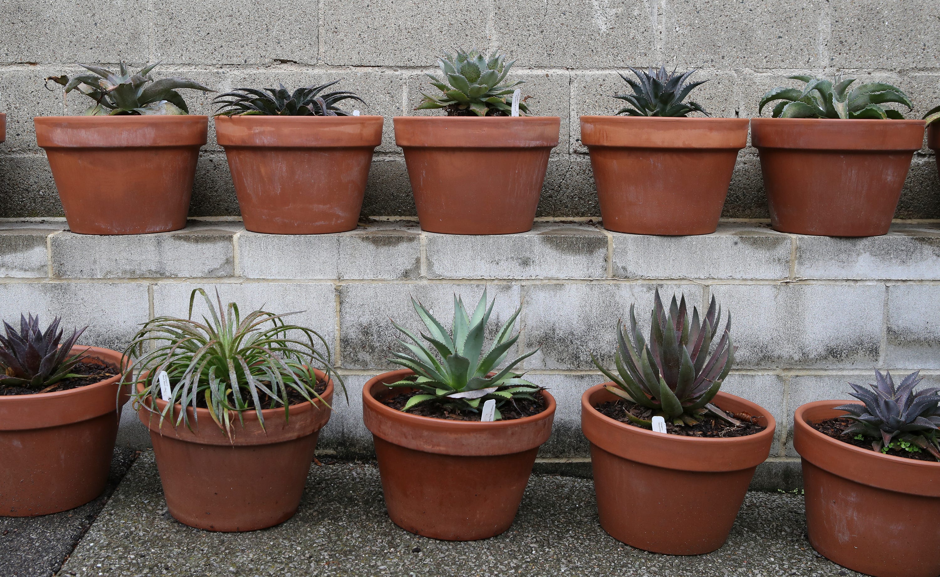 Garden pots: 5 tips for finding the perfect garden planter