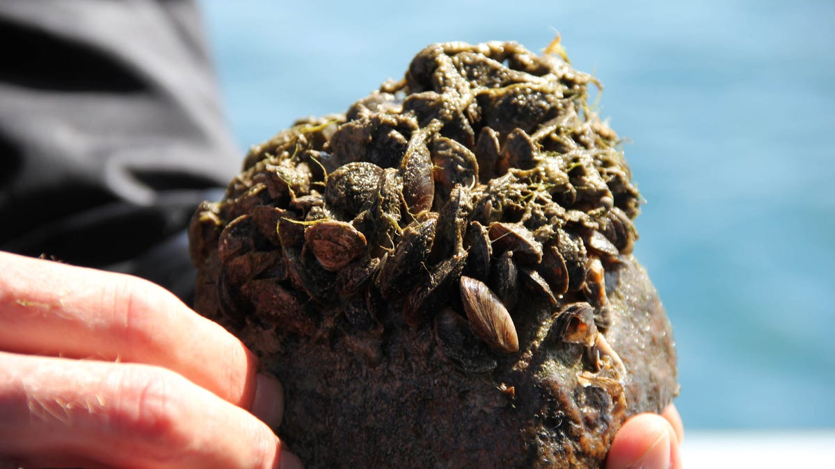 How zebra mussels and quagga mussels changed the Great Lakes forever
