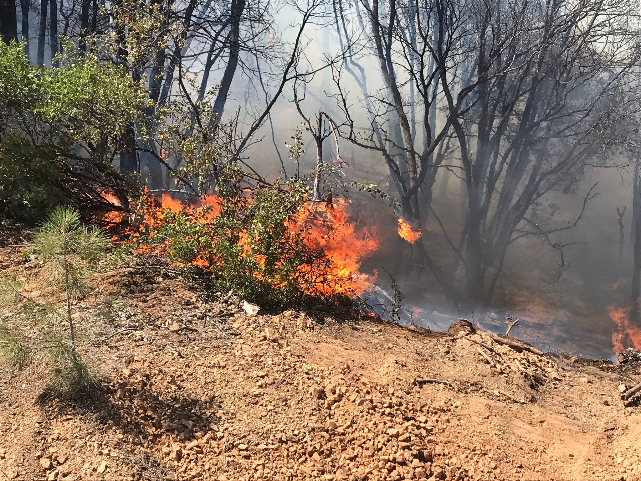Salt Fire 20 miles north of Redding 1,000 acres as of last estimate