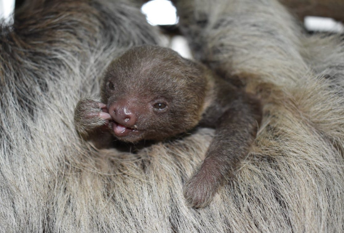 A first: Baby sloth born at Buttonwood Park Zoo in New Bedford