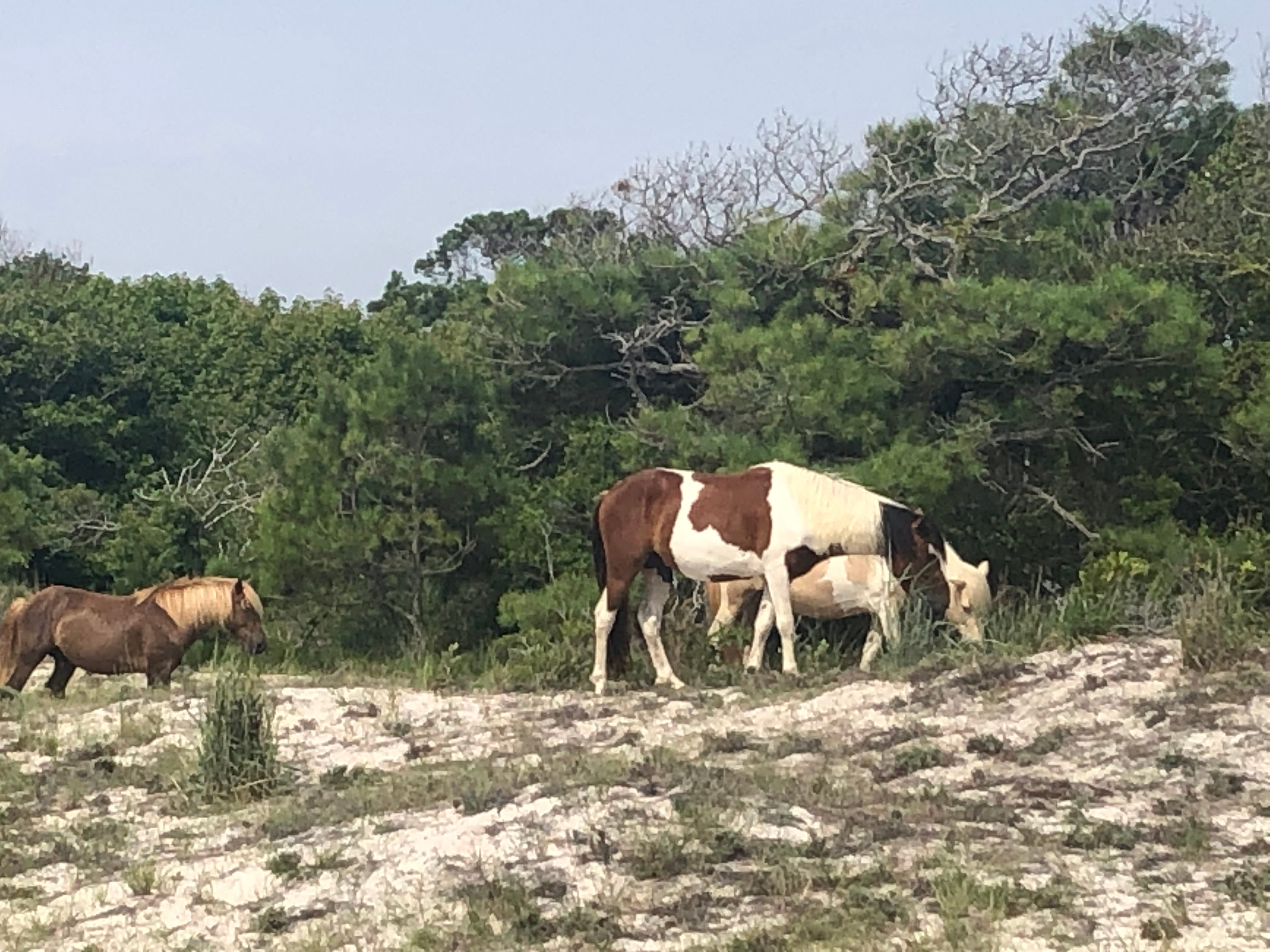 Everything to know for visiting Assateague in summer, including fees