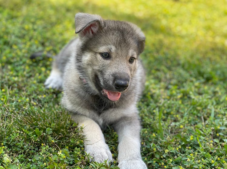 Welcome, Tuffy III: NC State introduces newest mascot