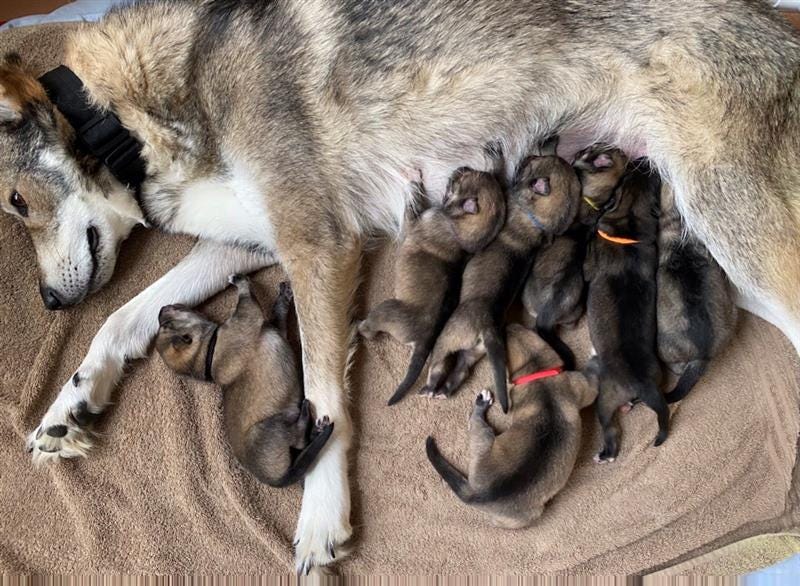 Welcome, Tuffy III: NC State introduces newest mascot