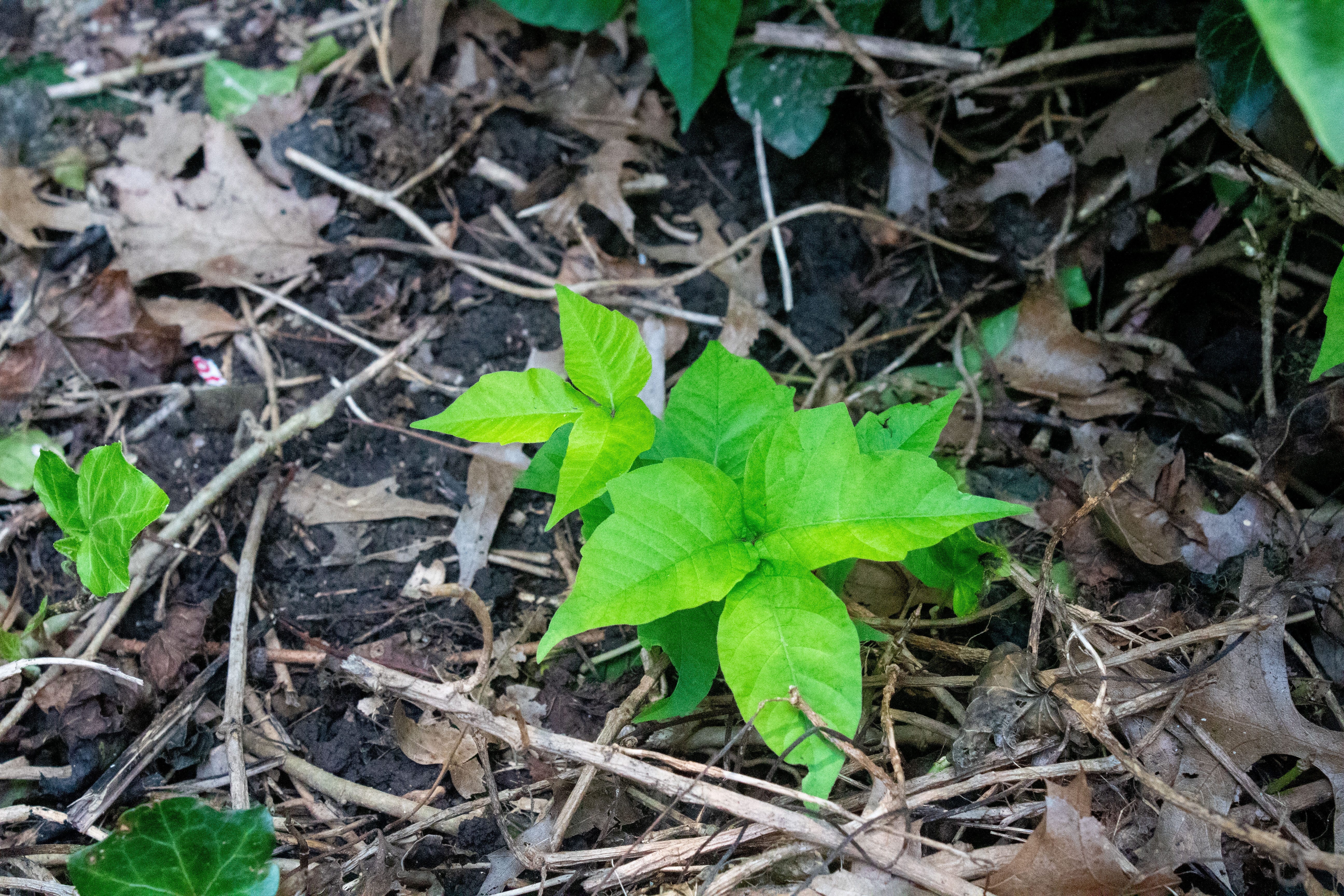 English ivy is more common than poison ivy and dangerous for the ...