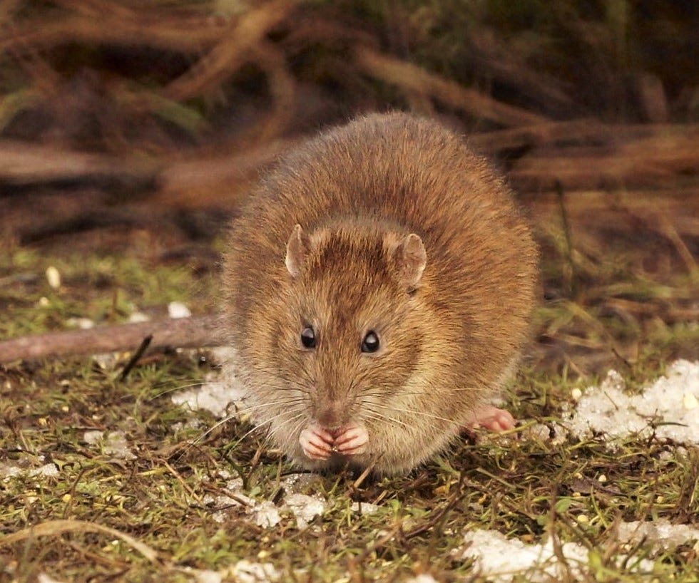 Rats at Naples McDonald's force shutdown