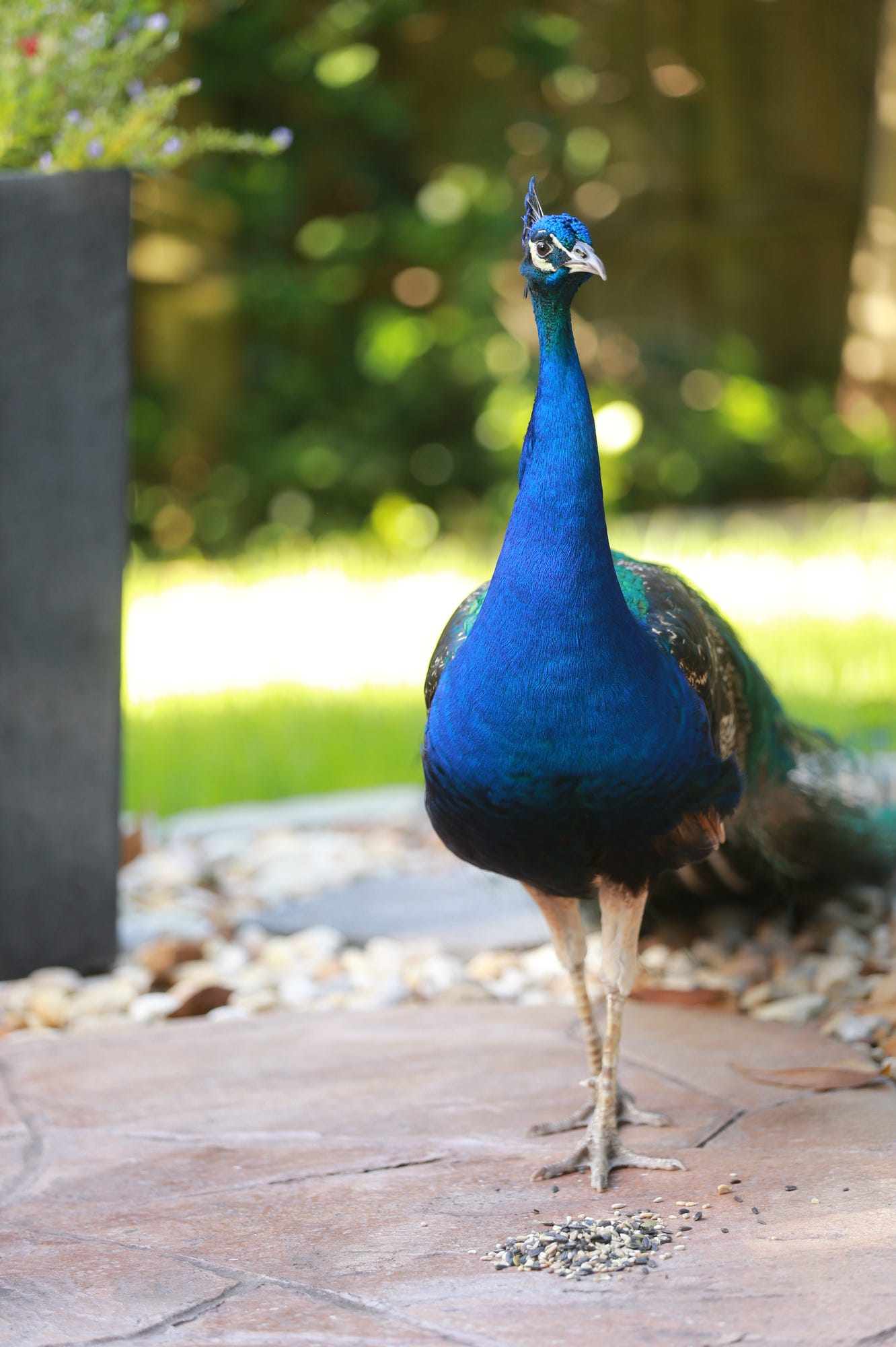 Peacocks roam this Southside Savannah neighborhood