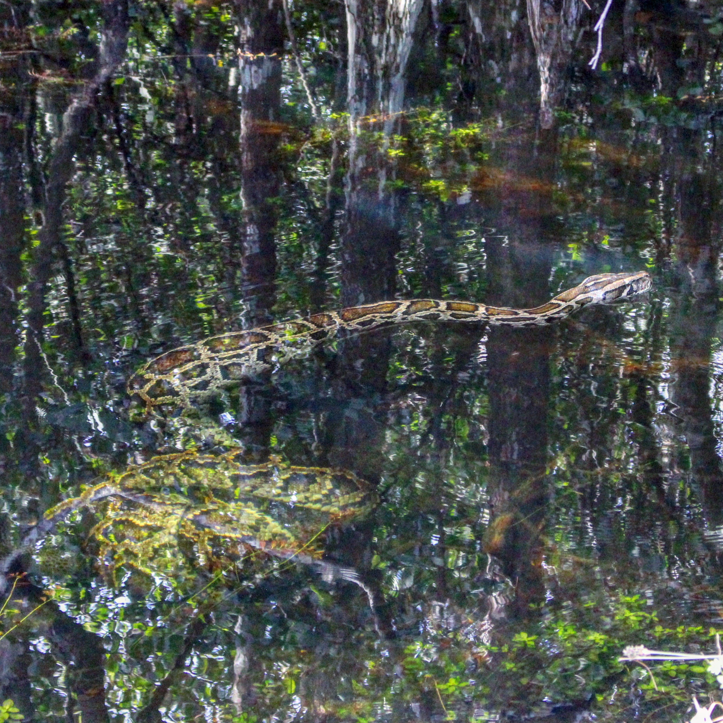 Python strangle an alligator in Florida Everglades at Big Cypress Park
