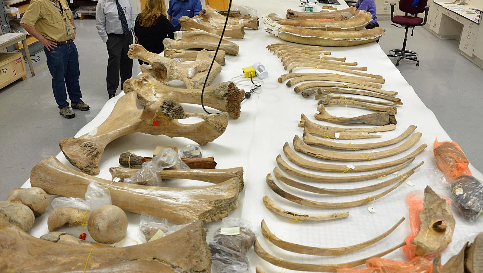 Moon mammoth: Why you can't see the bones uncovered 30 years ago in ...