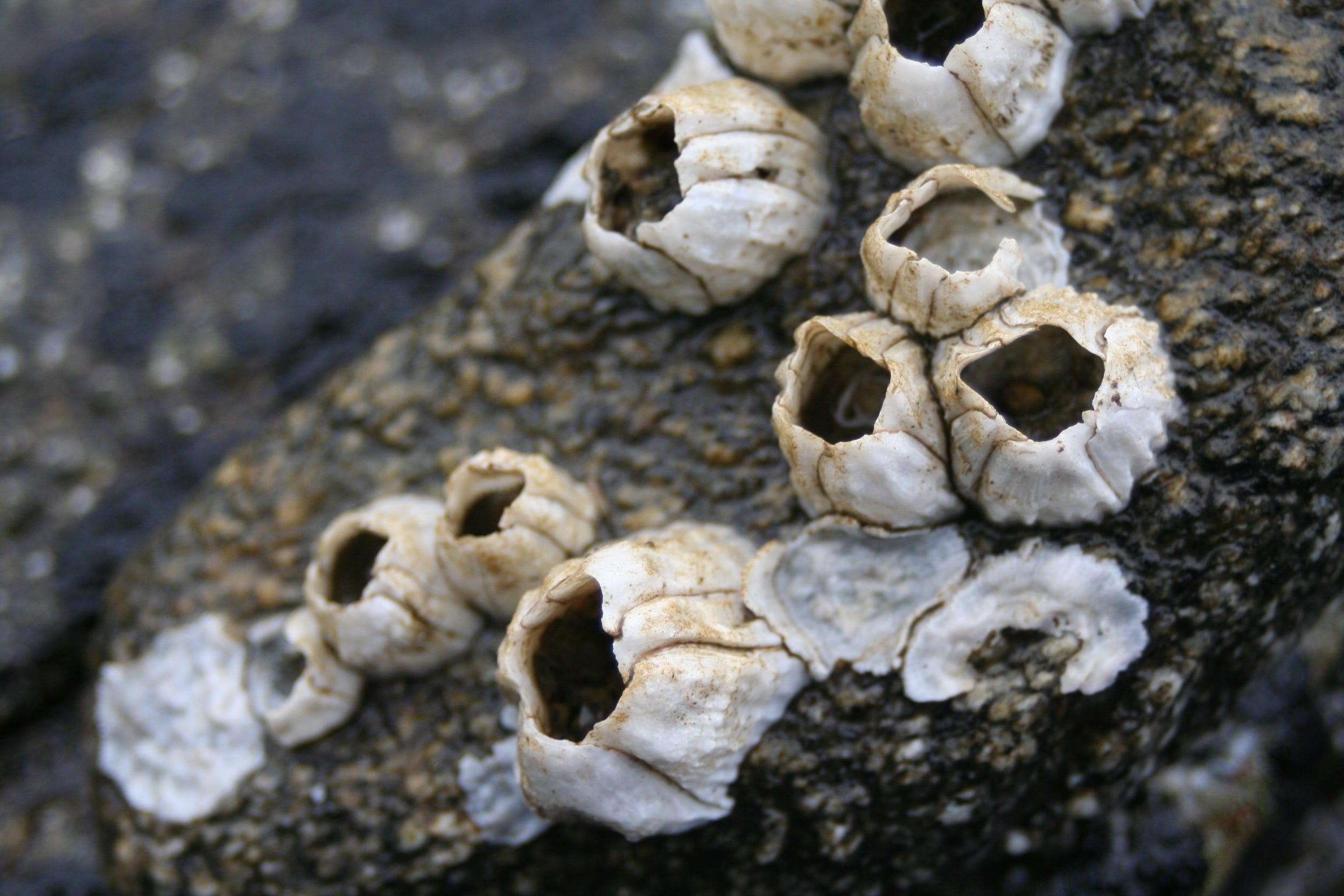 Barnacles