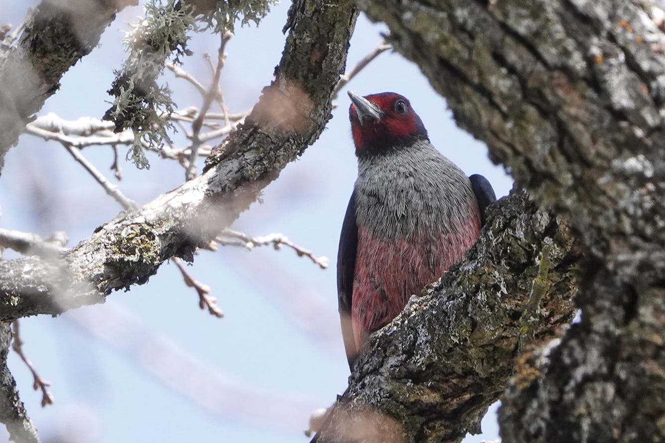How to know if your oak tree survived a wildfire